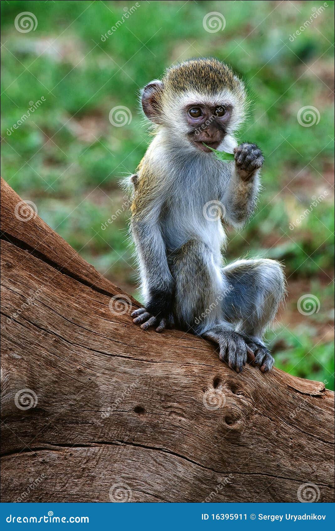 Filhote Do Macaco De Vervet. Imagem de Stock - Imagem de nave, selvagem ...