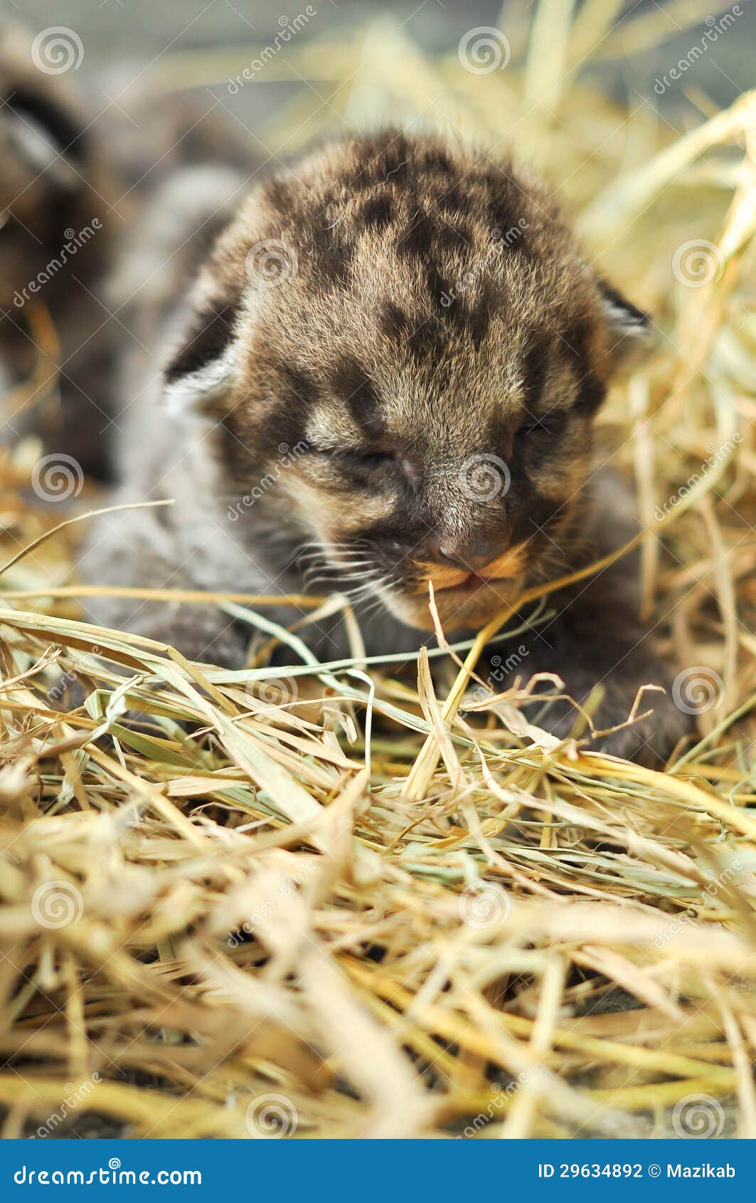 Filhote do puma foto de stock. Imagem de desorganizado - 29634892