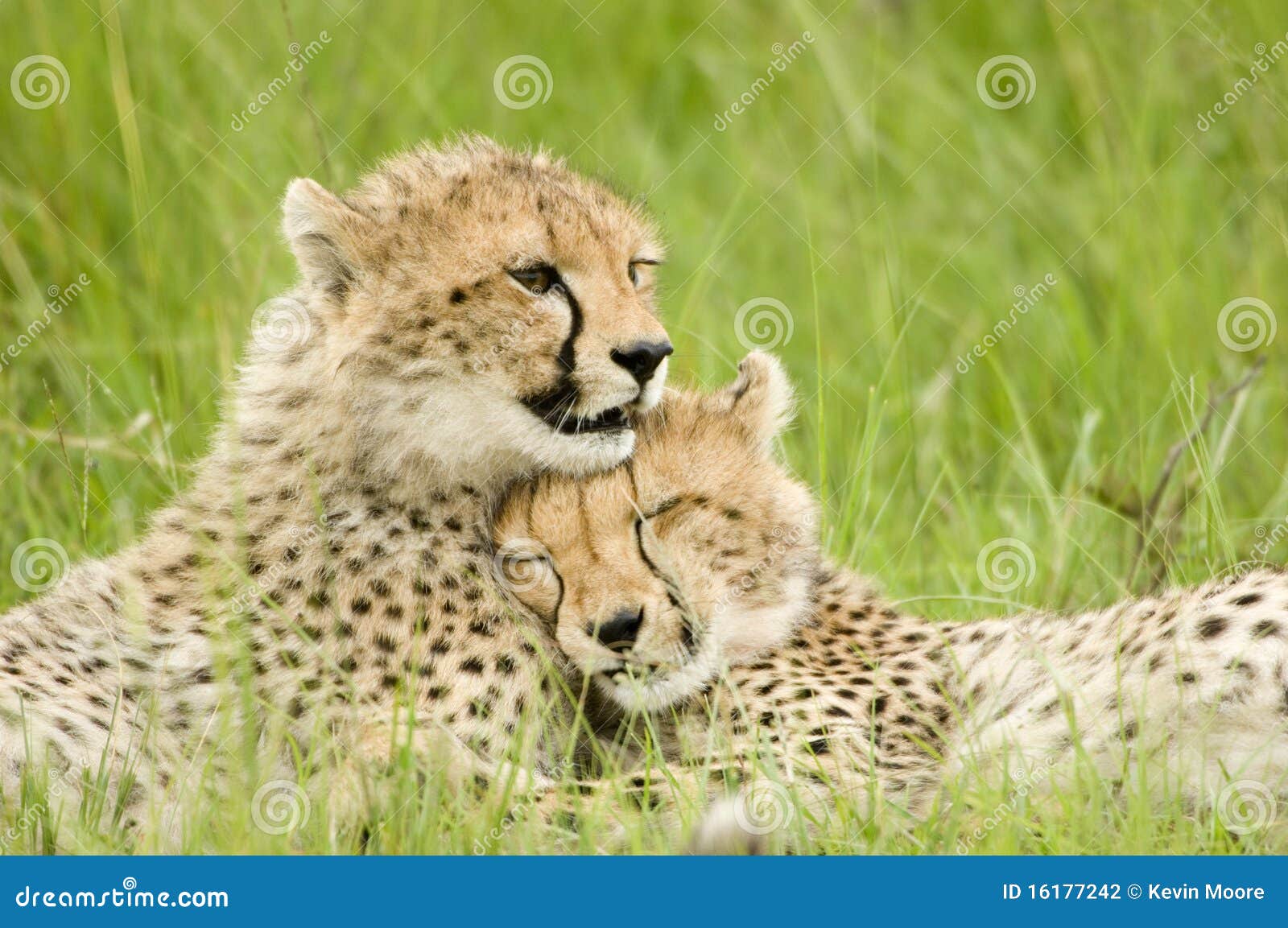 Filhotes da chita foto de stock. Imagem de predador, animal - 16177242