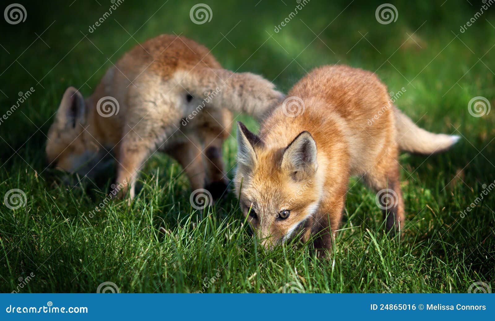 Filhotes De Cachorro Do Fox No Campo Foto de Stock - Imagem de prado ...