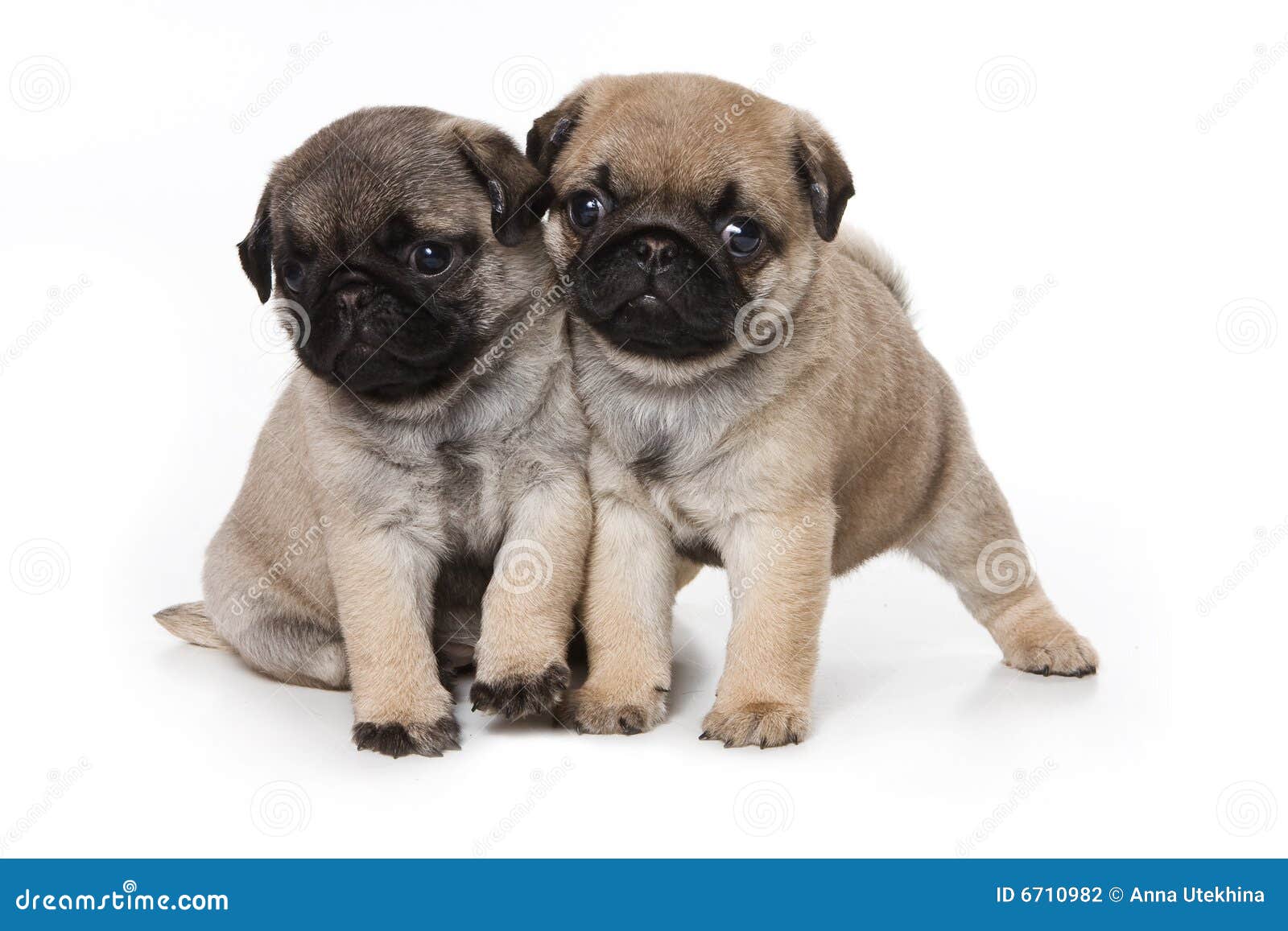 Filhotes De Cachorro Do Pug Foto de Stock - Imagem de gêmeos, bege: 6710982