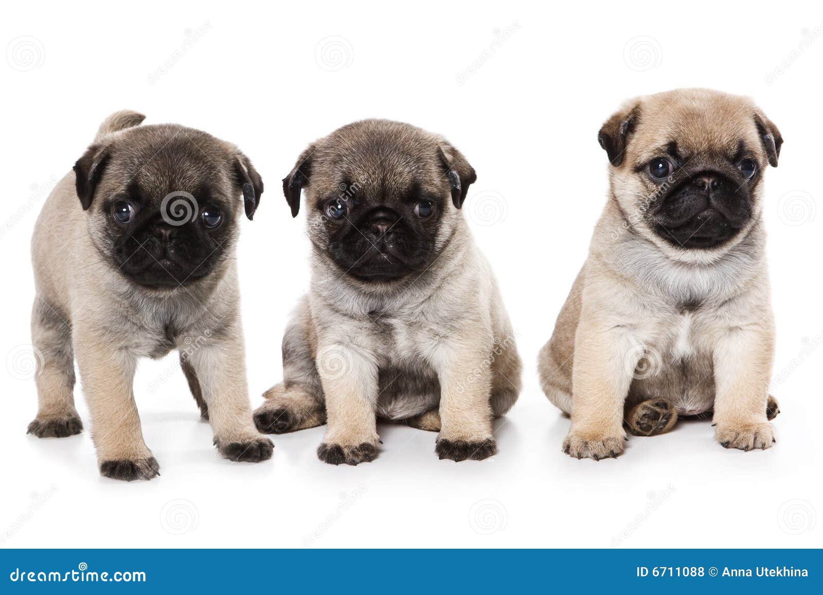 Filhotes De Cachorro Do Pug Foto de Stock - Imagem de companheiro ...