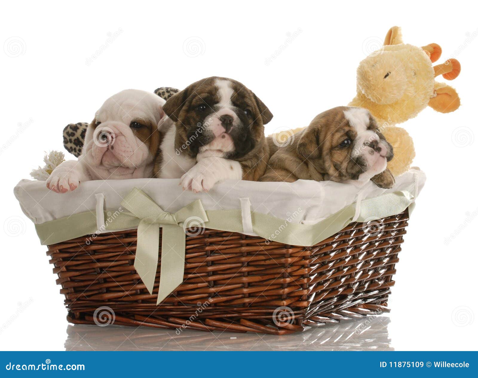 Filhotes De Cachorro Em Uma Cesta Imagem De Stock Imagem De Soprado