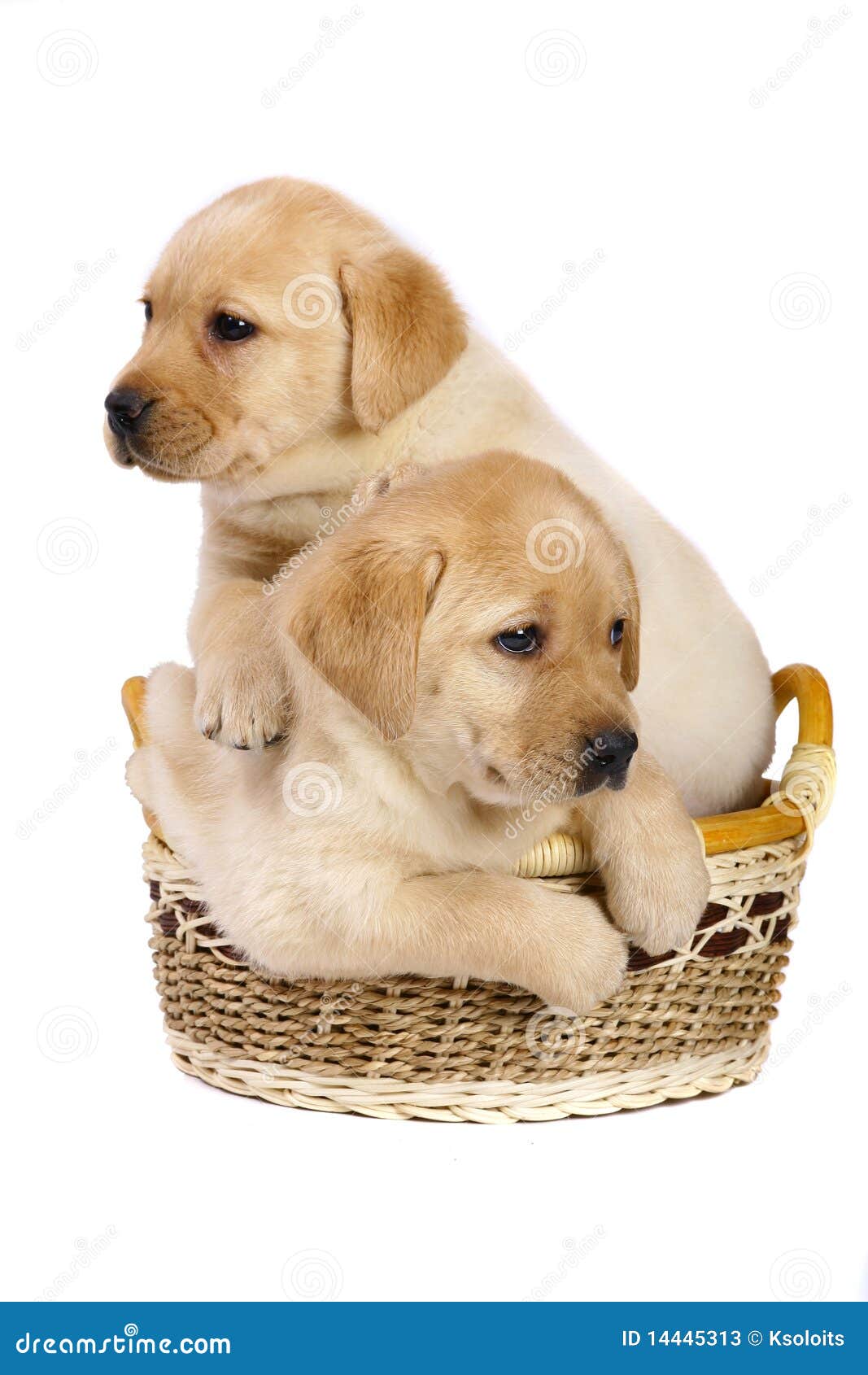 Filhotes De Cachorro Em Uma Cesta Imagem De Stock Imagem De Cesta