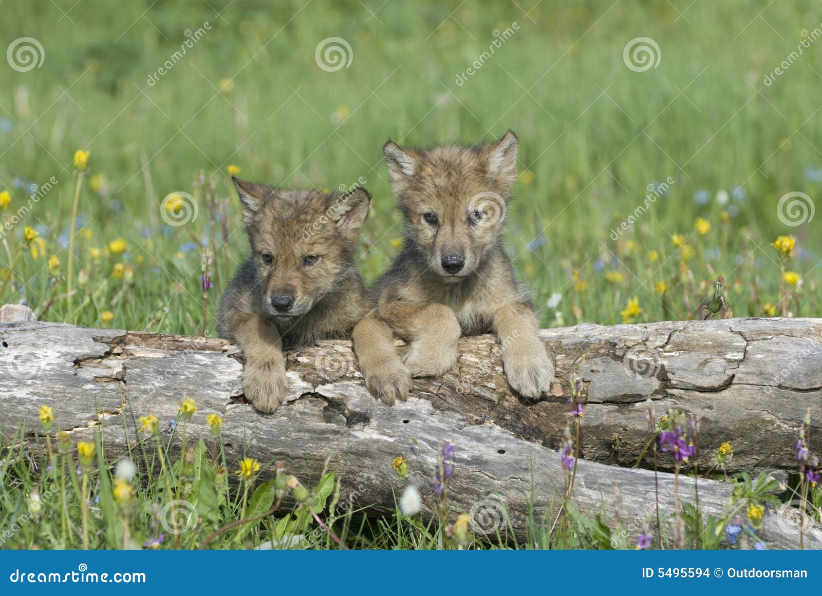 Filhotes de lobo foto de stock. Imagem de lobos, bebê - 5495594