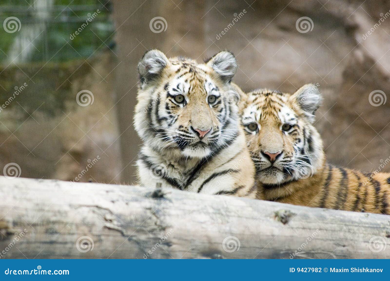 Filhotes de tigre foto de stock. Imagem de parede, grama - 9427982