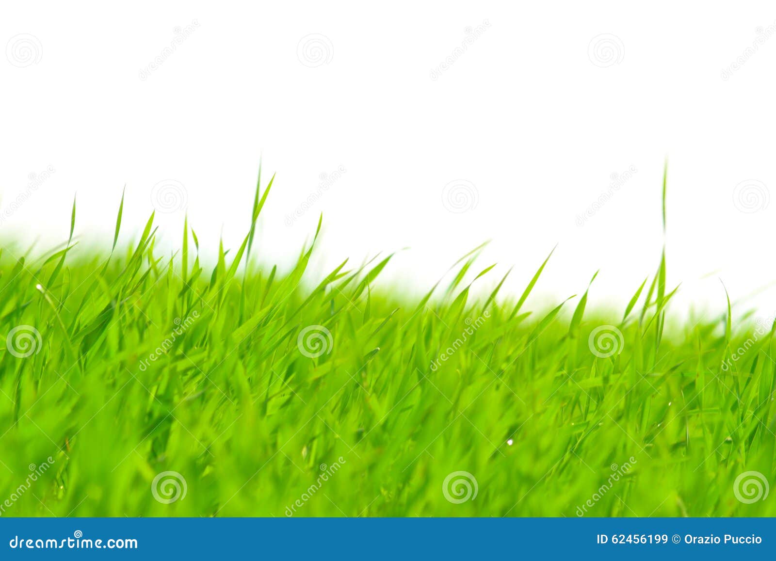 Fili di erba verde immagine stock. Immagine di verde - 62456199