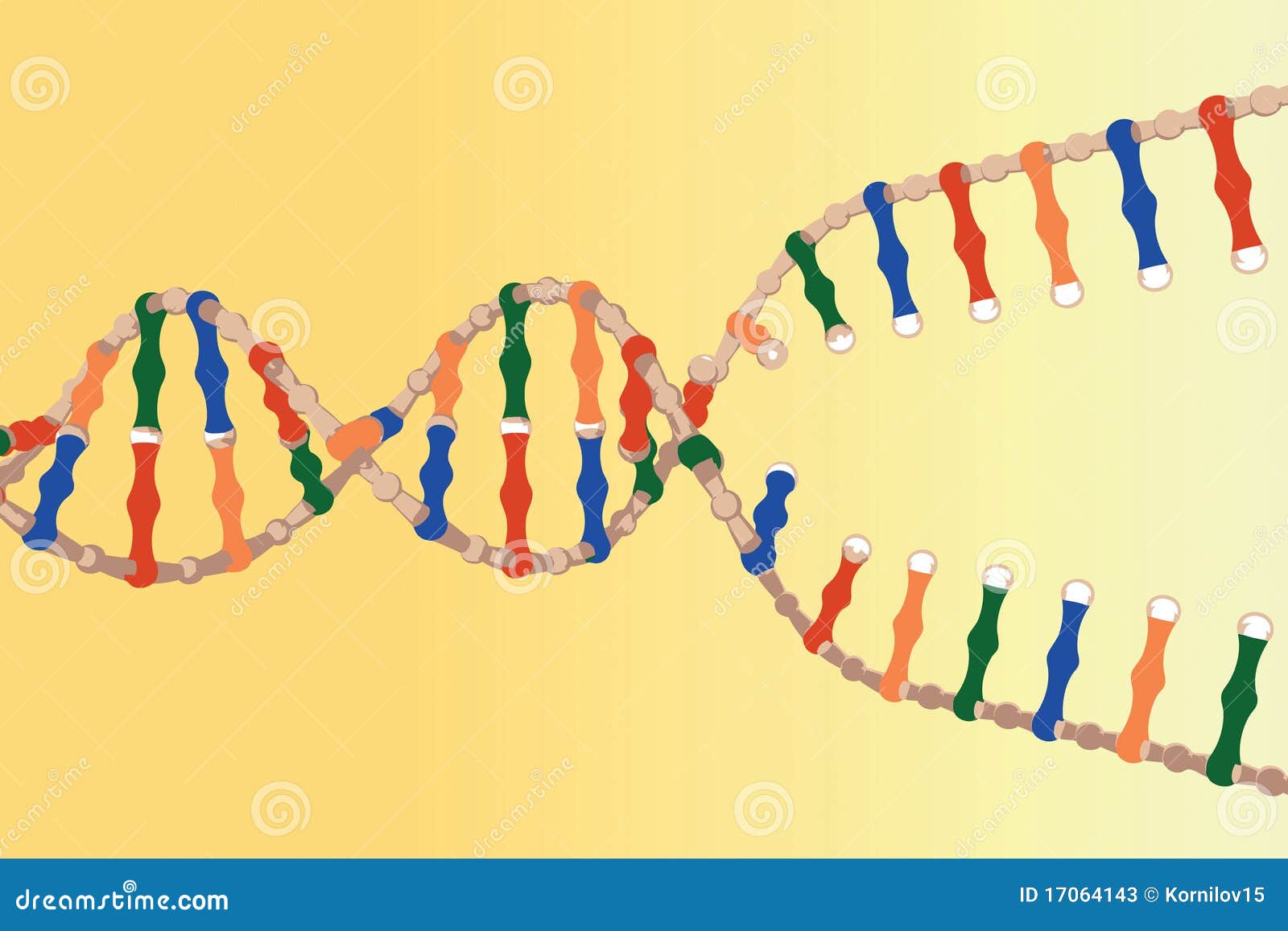 Fili separati del DNA illustrazione vettoriale. Illustrazione di ...