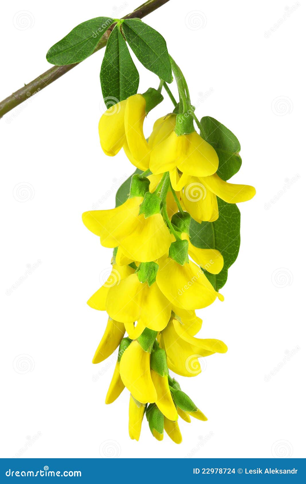 A filial da acácia amarela foto de stock. Imagem de botânica - 22978724