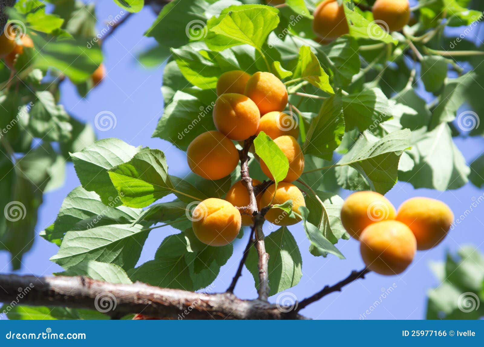 Filial De árvore Do Alperce Foto de Stock - Imagem de verde, fresco ...