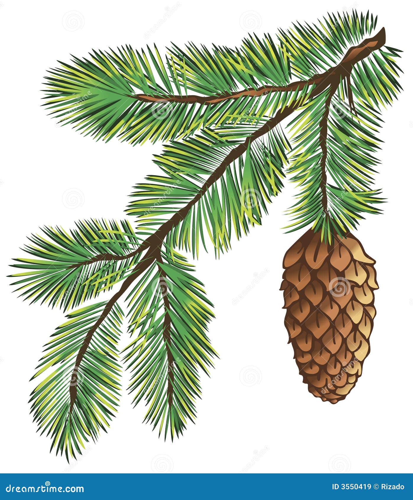 Filial do pinho ilustração do vetor. Ilustração de cumprimento - 3550419