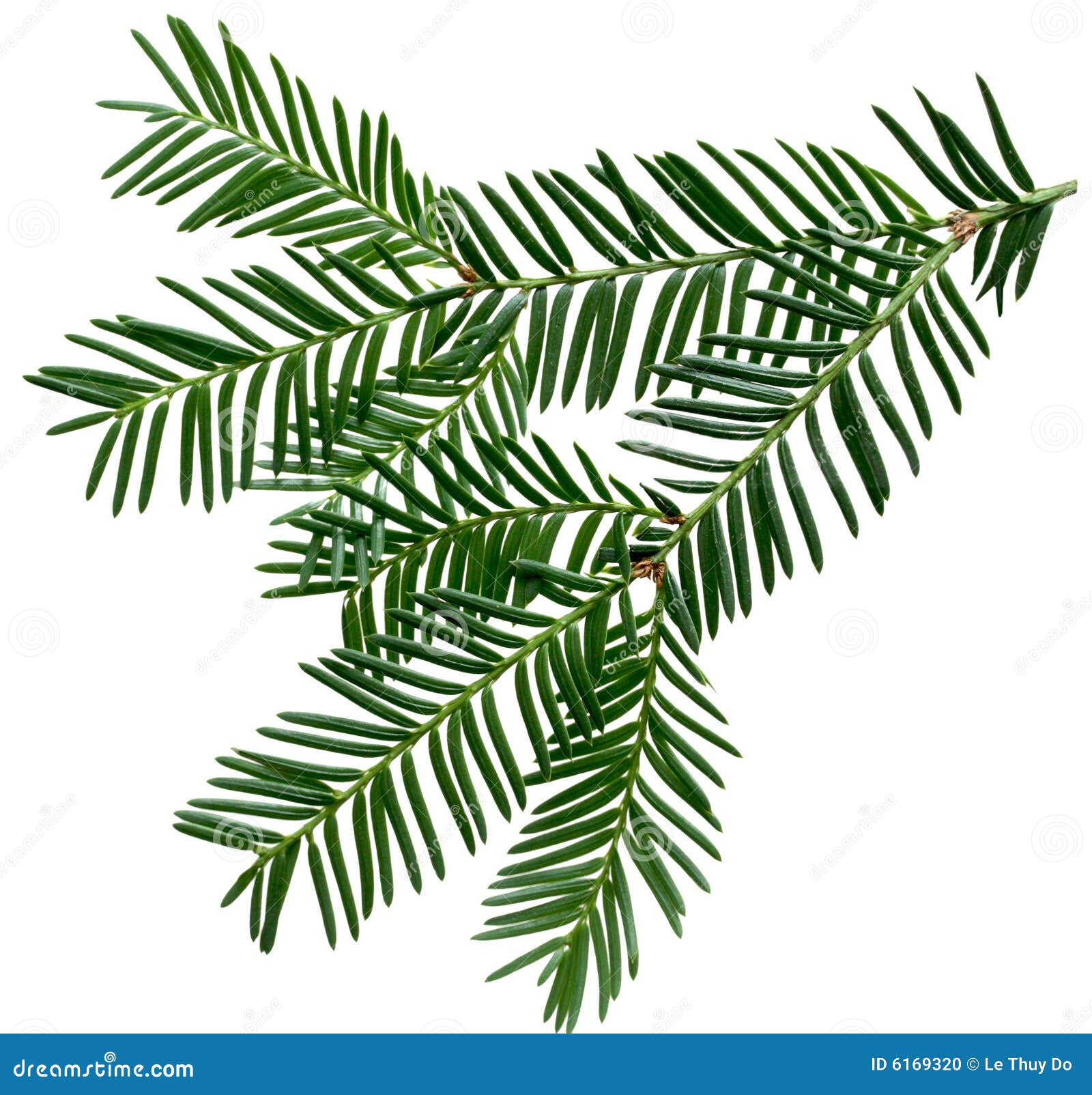 Filial do pinho foto de stock. Imagem de fresco, agulha - 6169320