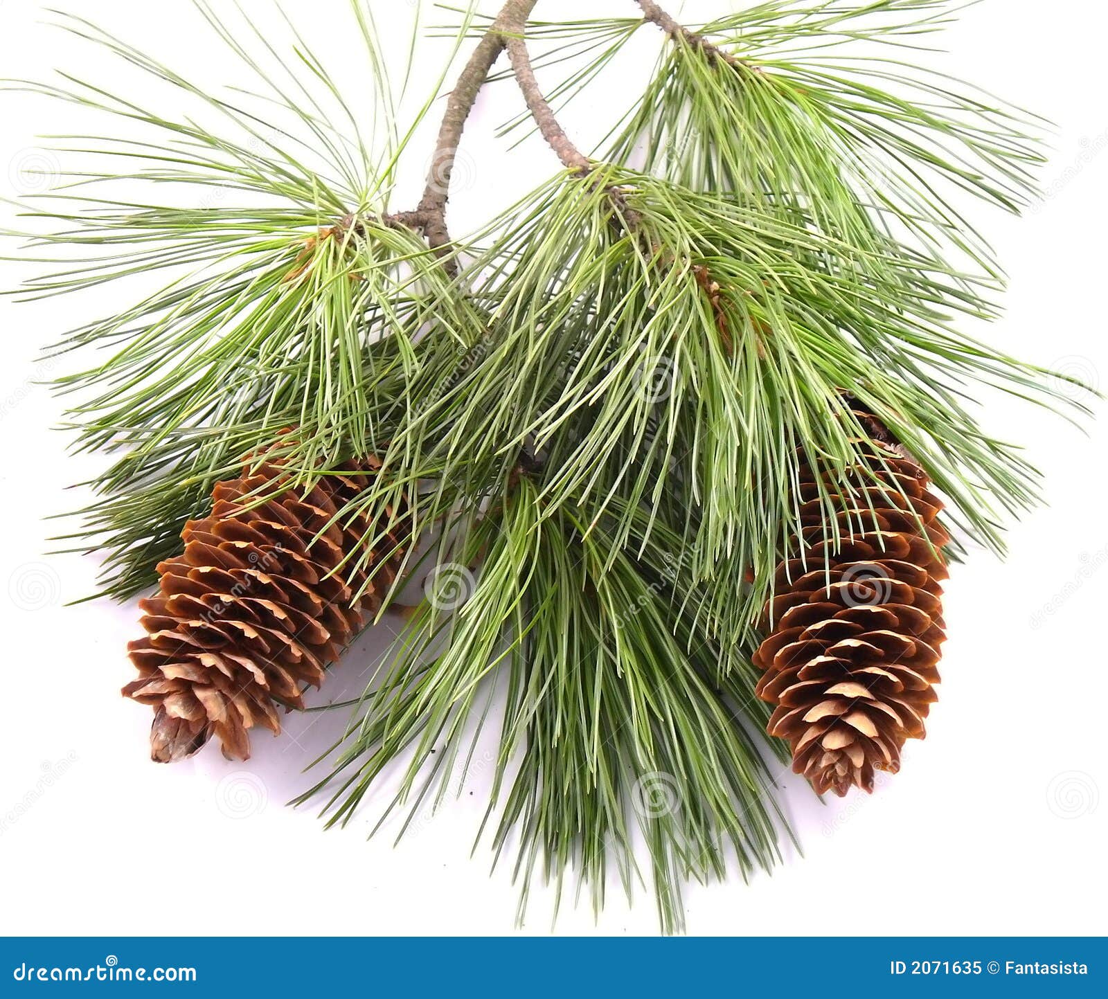 Filial E Cones De árvore Do Pinho Imagem de Stock - Imagem de queda ...