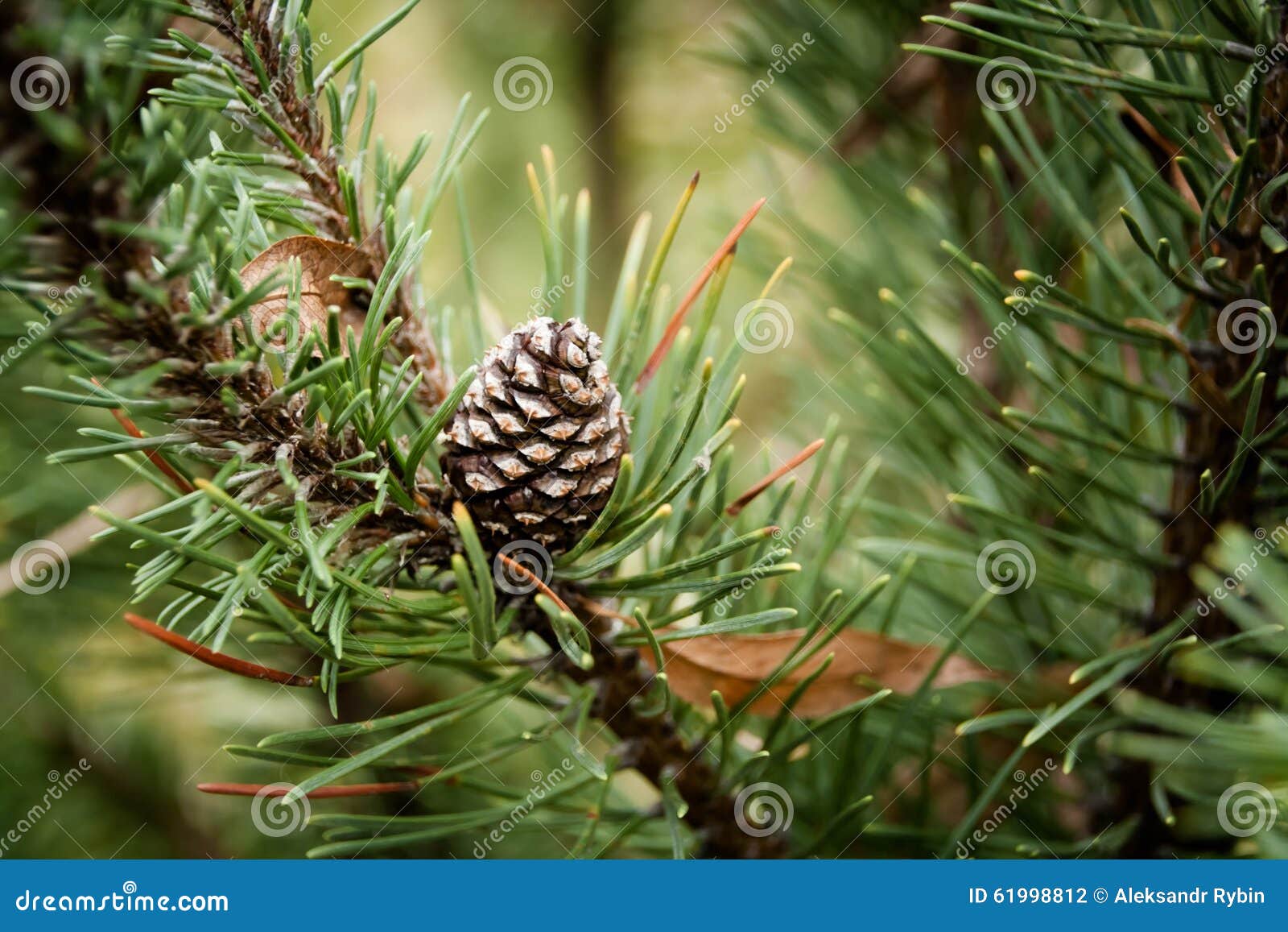 Filial verde do pinho foto de stock. Imagem de horizontal - 61998812