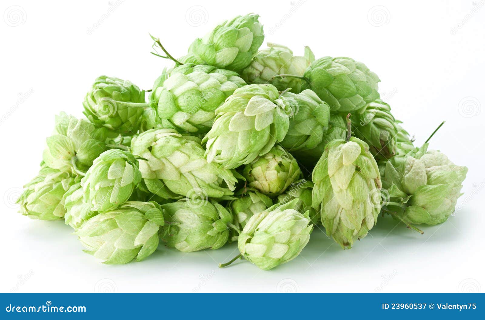 Filiale dei luppoli immagine stock. Immagine di cono - 23960537