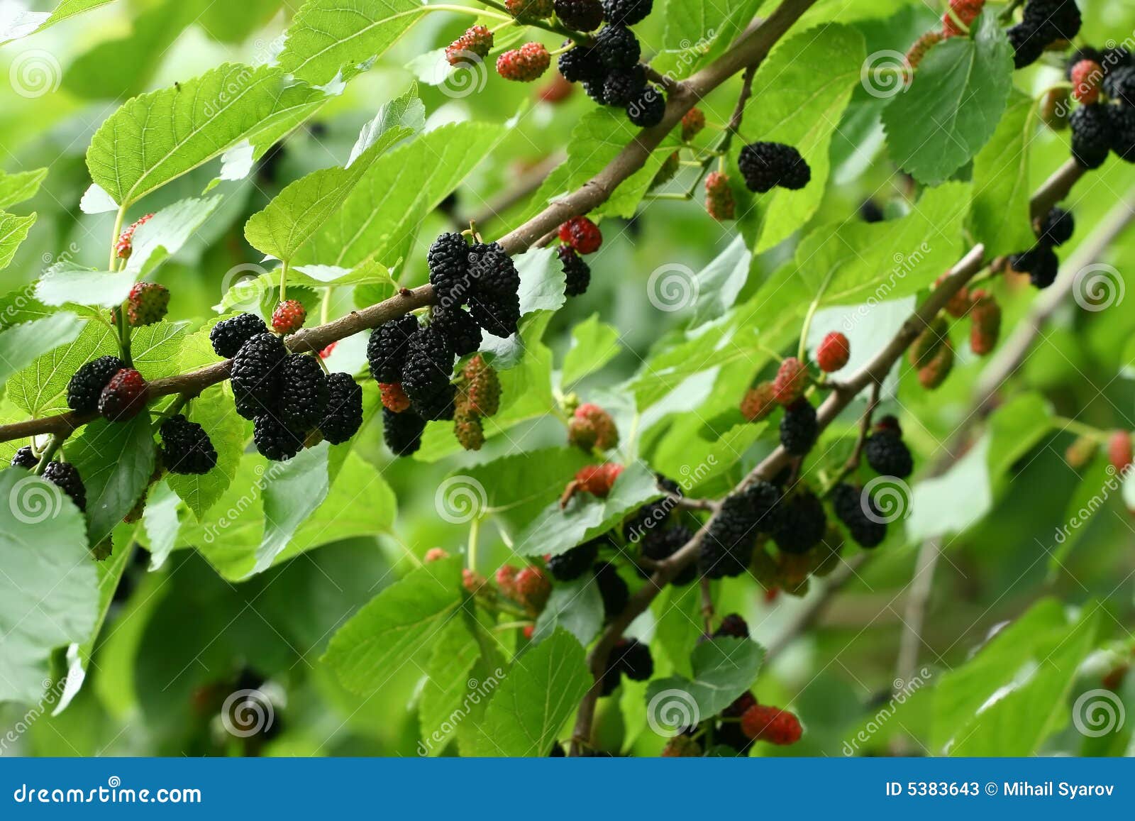 Filiale del gelso nero immagine stock. Immagine di nero - 5383643