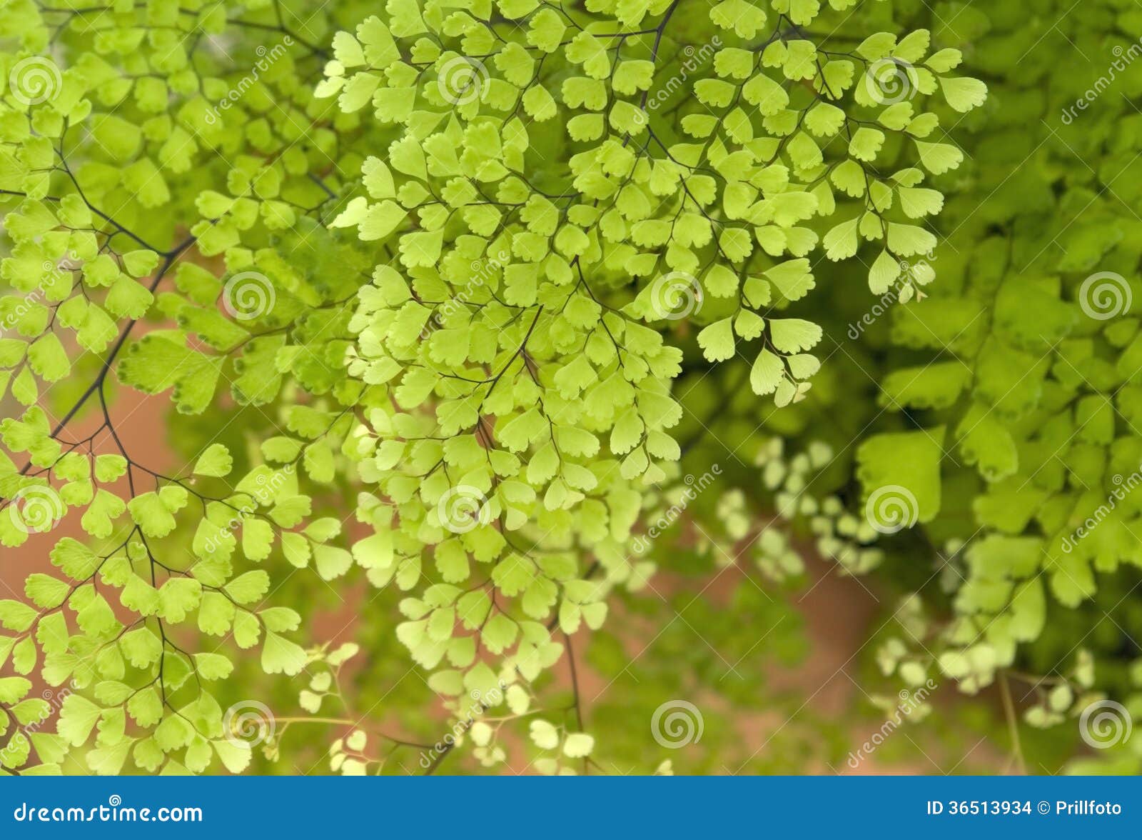 Filigree leaves stock photo. Image of green, fern, fresh - 36513934