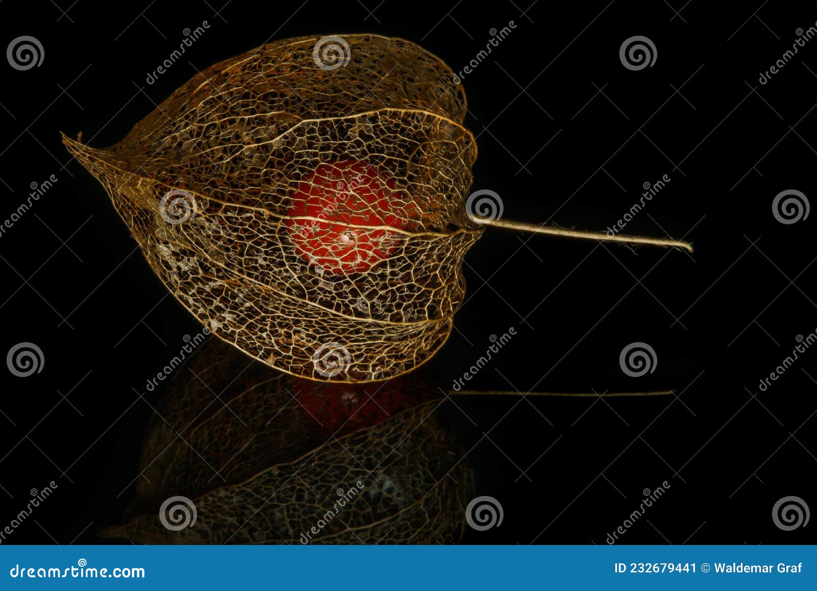 Filigree Structure of a Physalis Stock Image - Image of fruit, fligree ...
