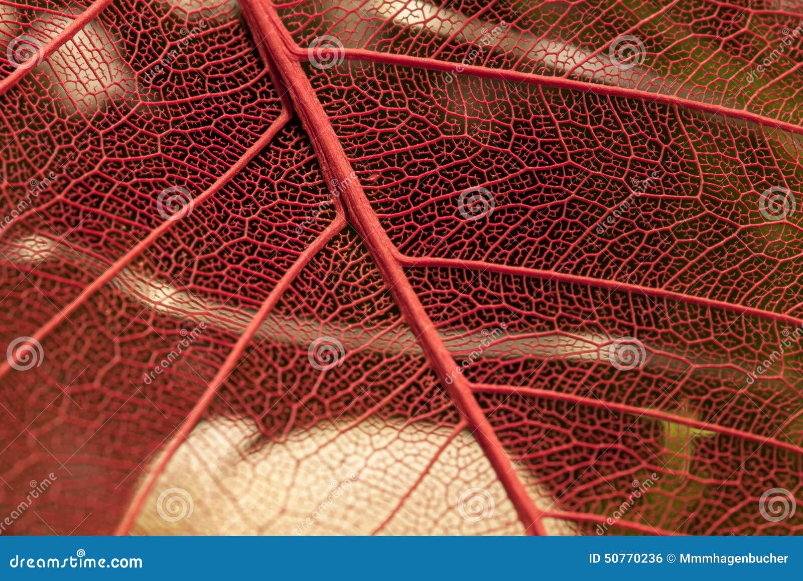 Filigree structures stock photo. Image of delicate, leaf - 50770236