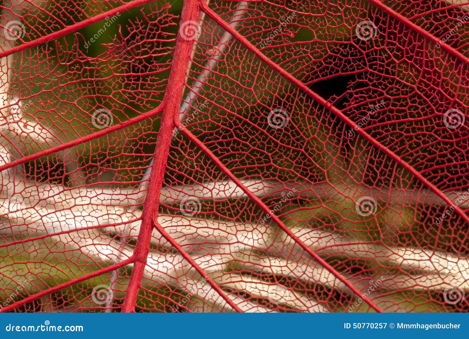 Filigree structures stock image. Image of veins, branching - 50770257
