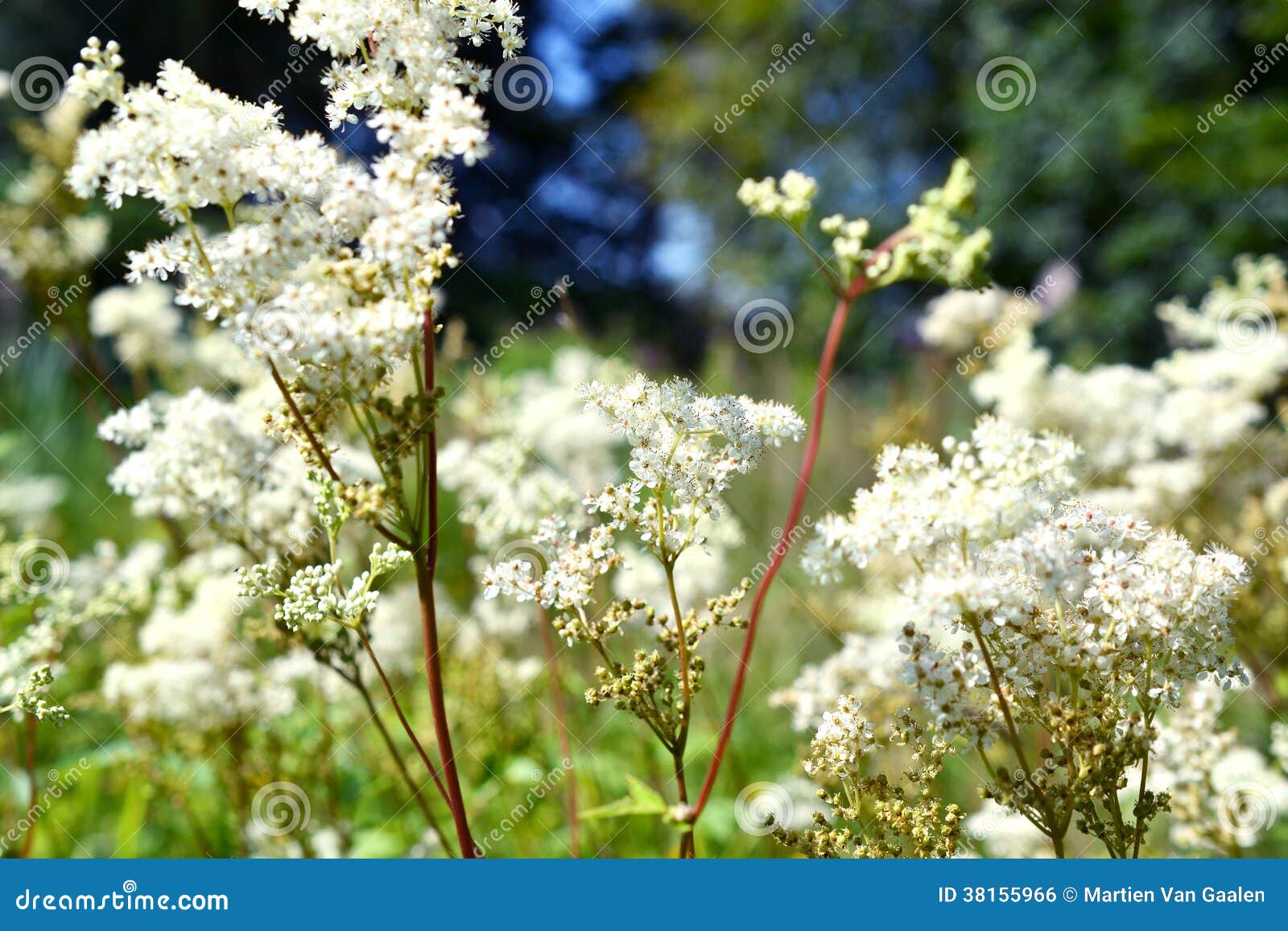 Filipendula Ulmaria. stock photo. Image of shore, flora - 38155966