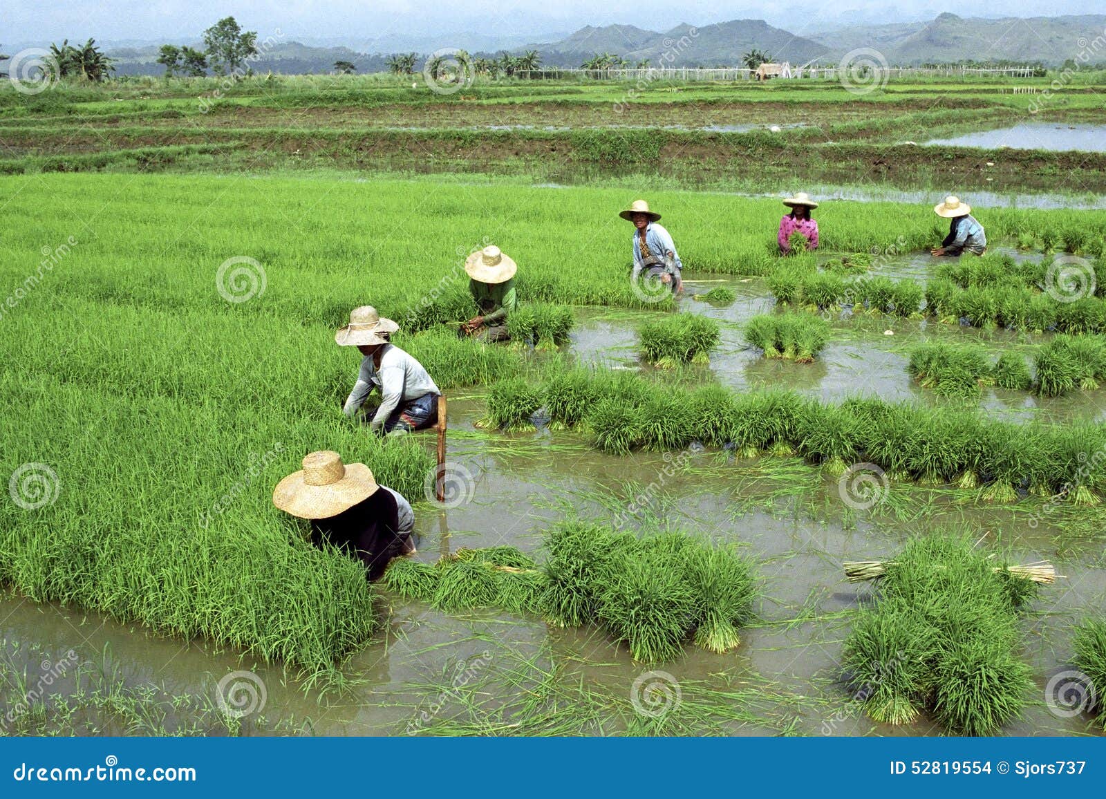 2,329 Workers Rice Stock Photos - Free & Royalty-Free Stock Photos from ...