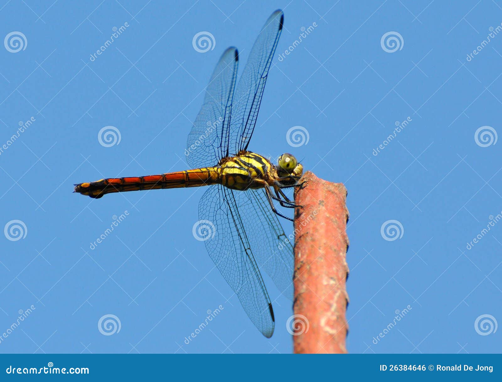 Filippine, Libellula Rossa Della Palude Fotografia Stock - Immagine di ...
