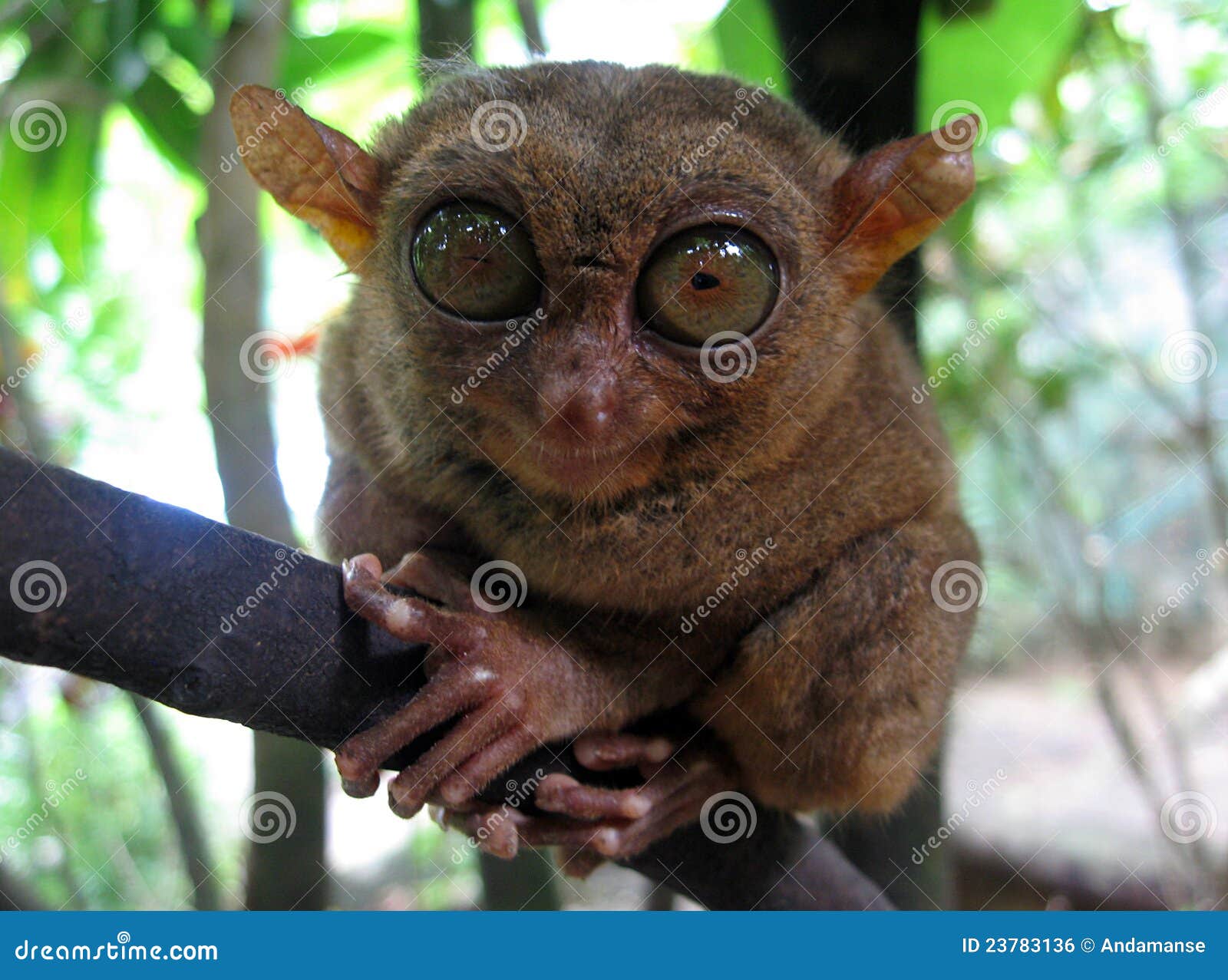 Filippinsk mer tarsier arkivfoto. Bild av filippiner - 23783136