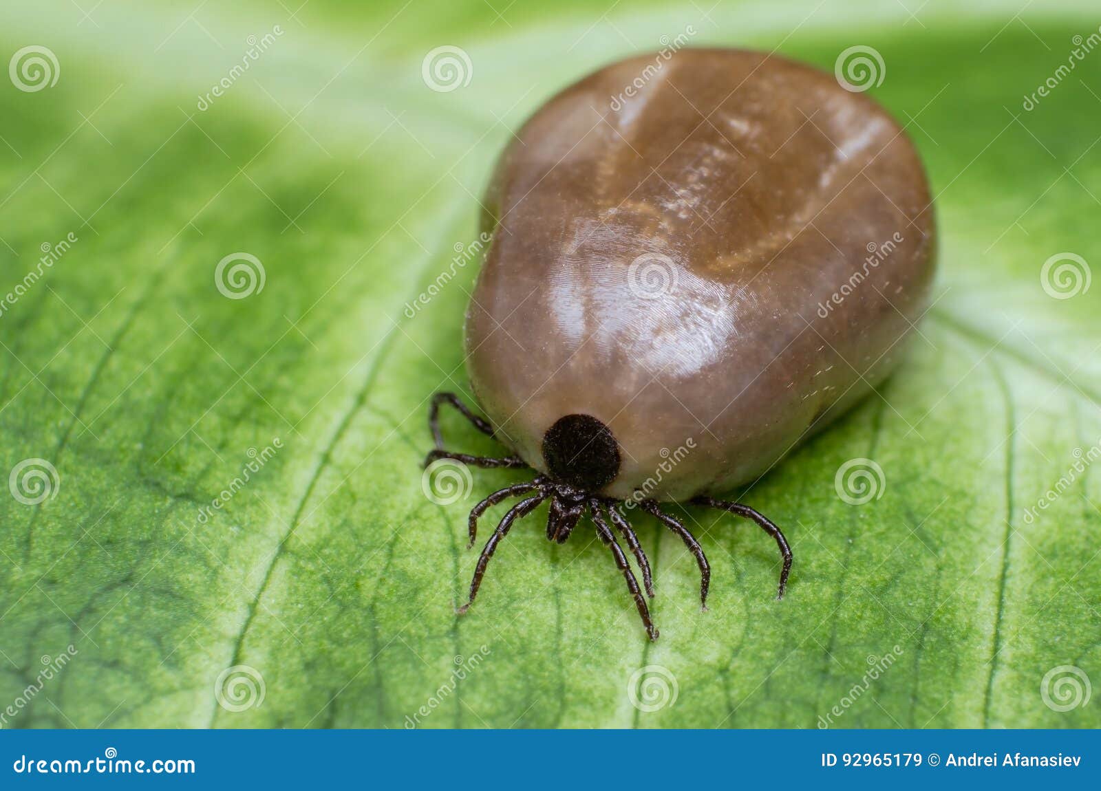 Filled with Blood the Tick Sits on a Green Leaf Stock Image - Image of ...