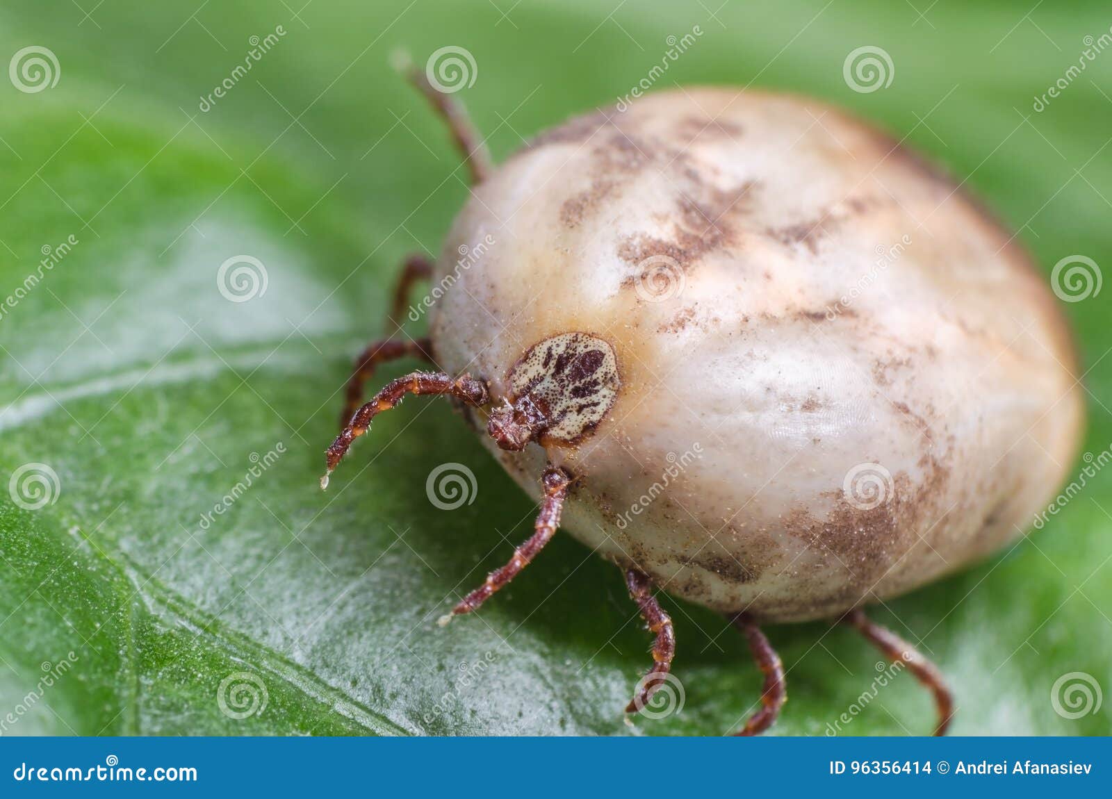Filled with Blood the Tick Sits on a Green Leaf Stock Photo - Image of ...