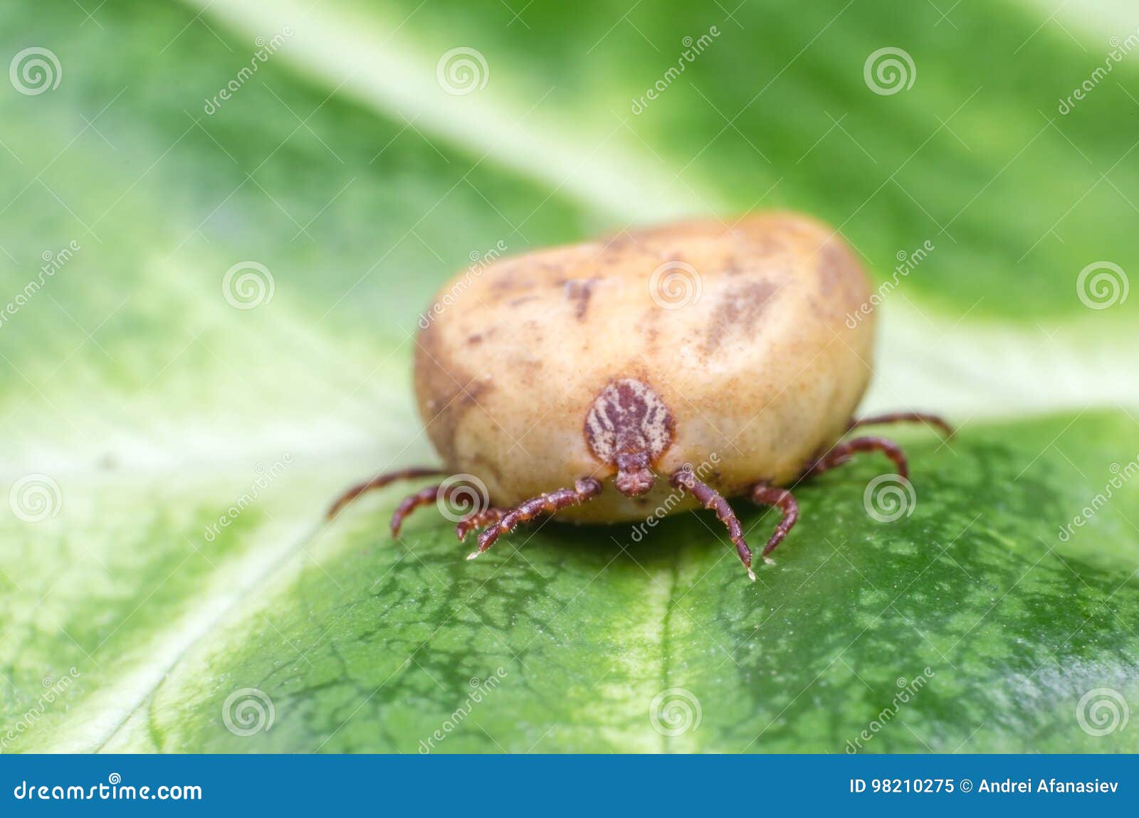Filled with Blood the Tick Sits on a Green Leaf Stock Image - Image of ...