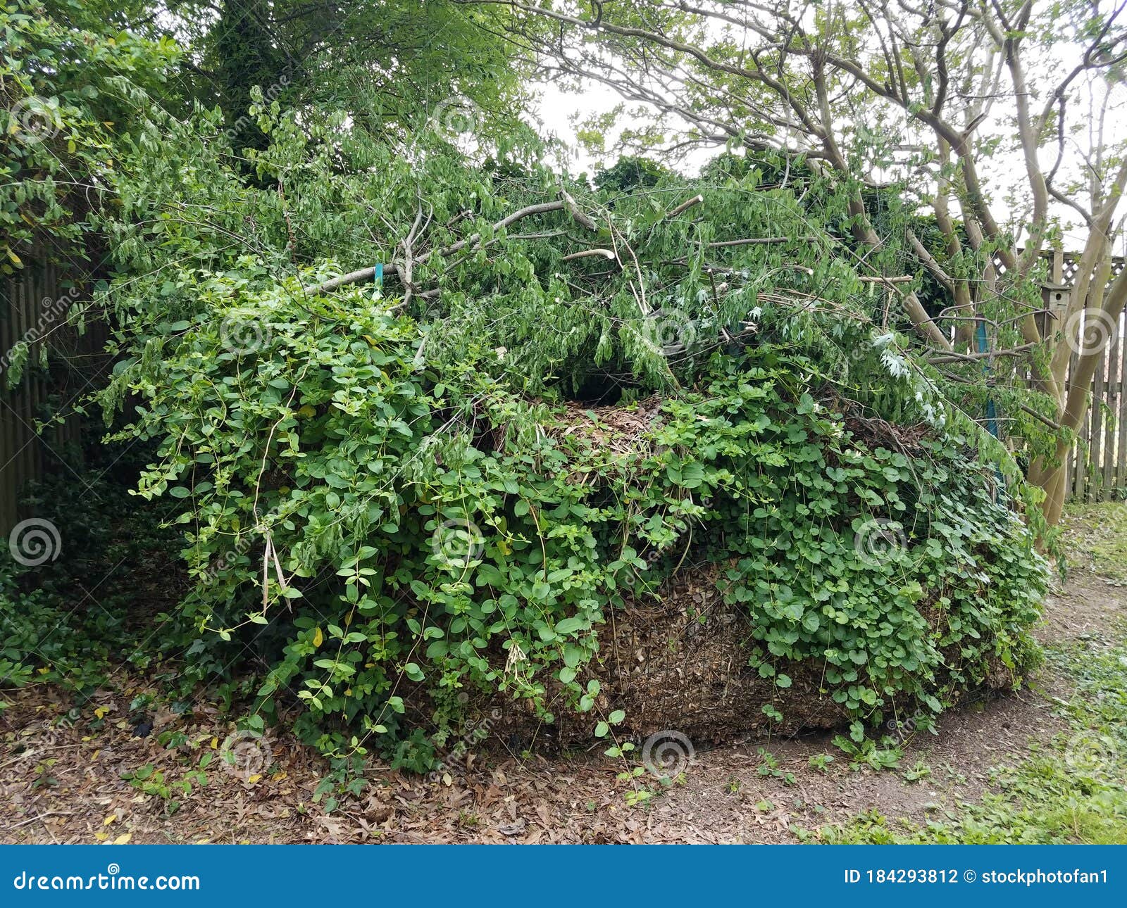 Pile Of Cut Branches And Chestnut Trunks On The Ground, After Process ...