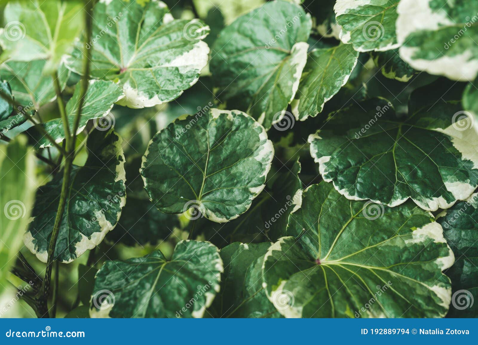 Filled Frame of Geranium Aralia Stock Photo - Image of flora ...