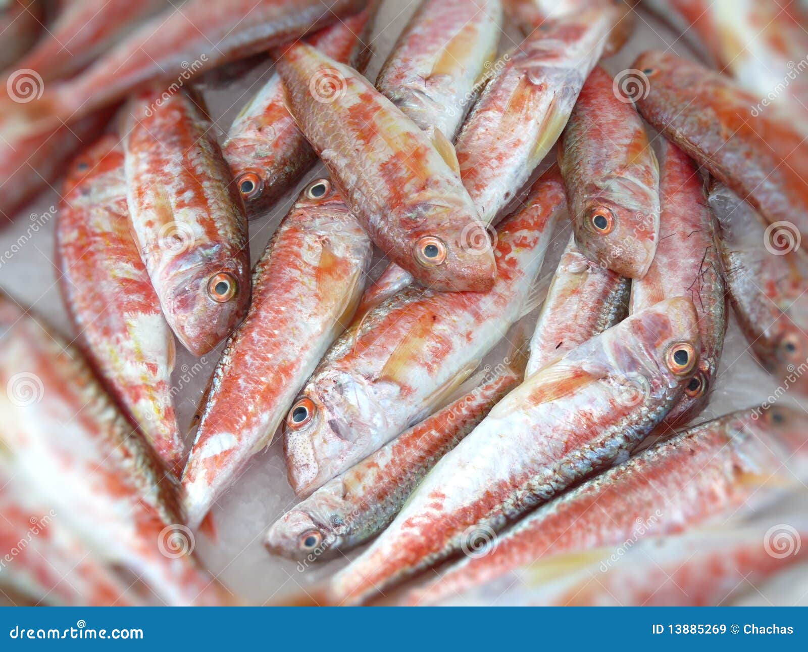 Filleted Mullet fish stock image. Image of uncooked, surmuletus - 13885269