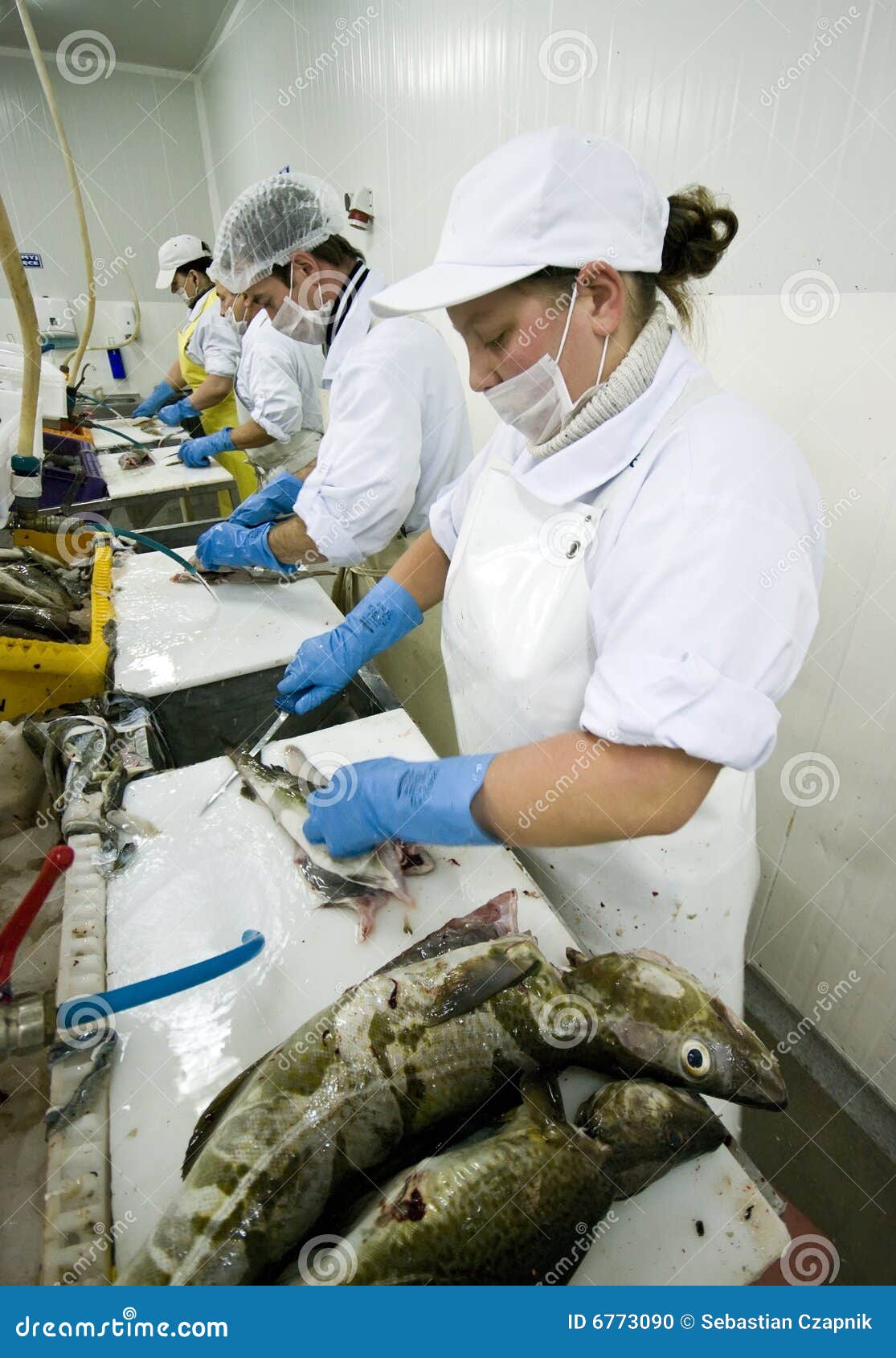 Filleting cod stock photo. Image of fishes, cutting, cutter - 6773090
