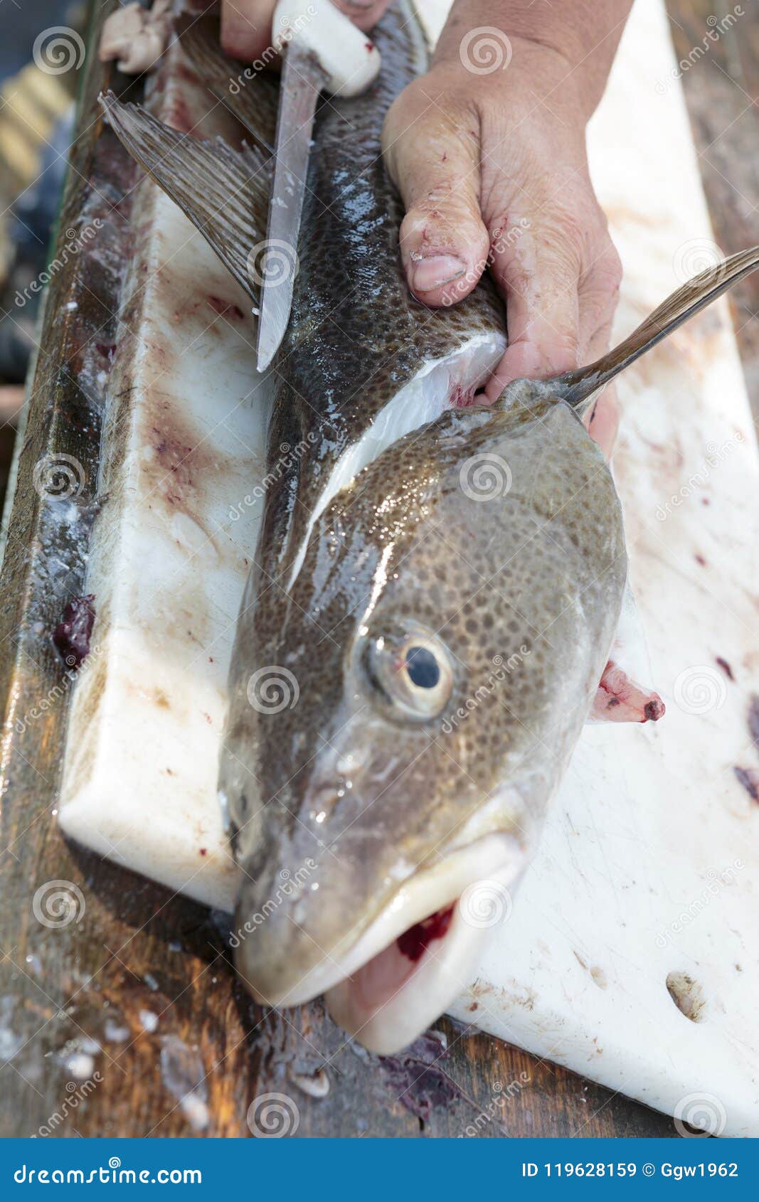 Filleting of cod fish stock image. Image of fish, market - 119628159