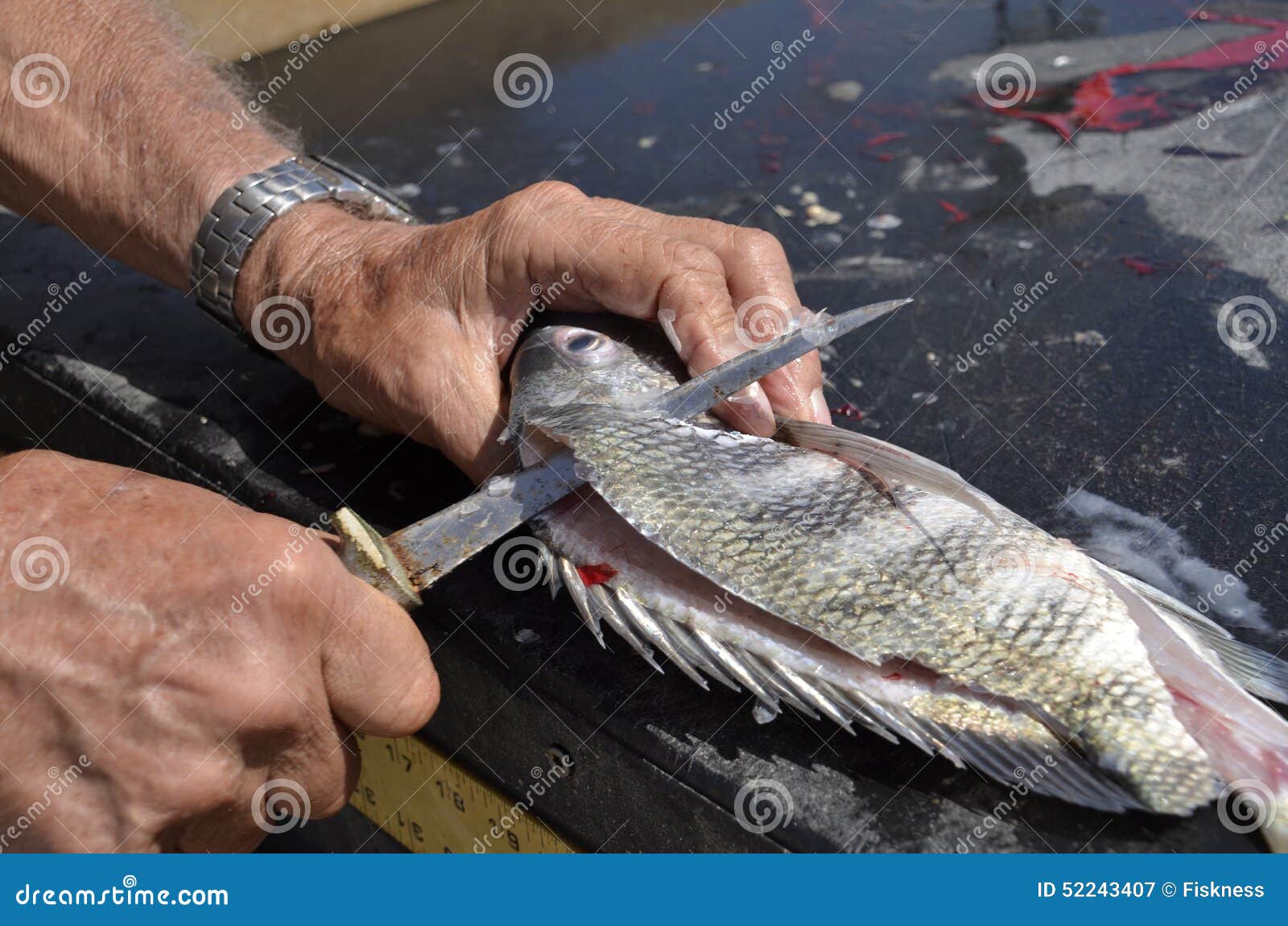 Filleting a fish stock image. Image of cleaning, fisherman - 52243407