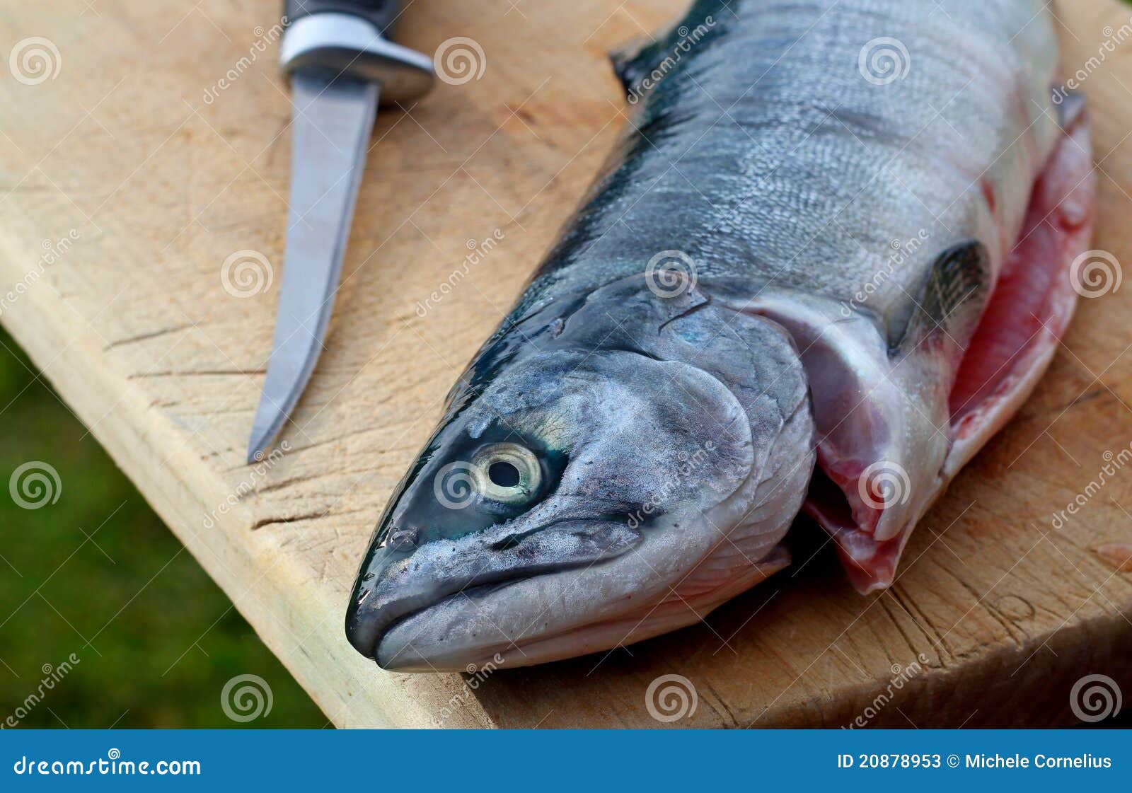Filleting Silver Salmon stock image. Image of fish, wood - 20878953
