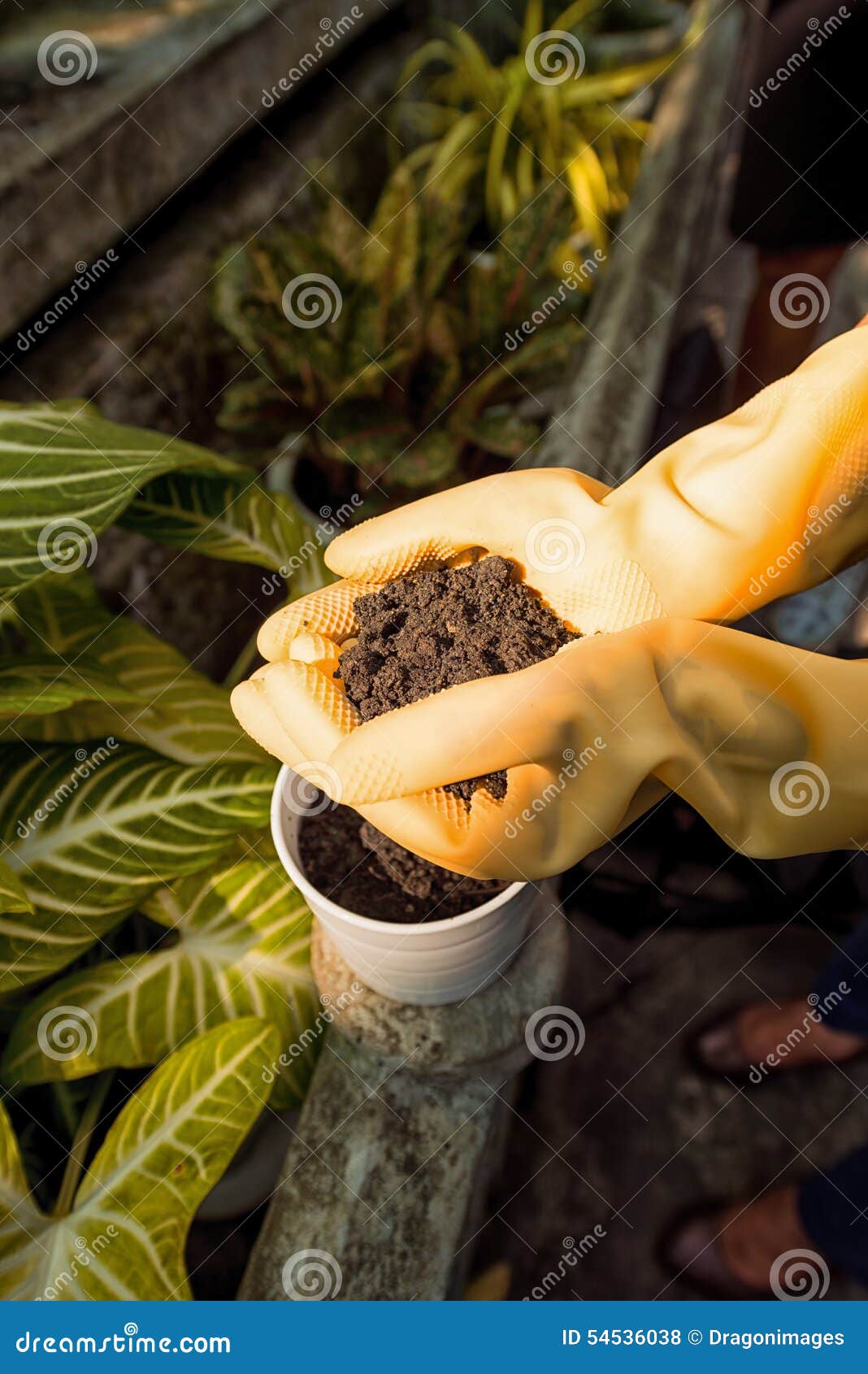 Filling flower pot stock photo. Image of person, hands - 54536038