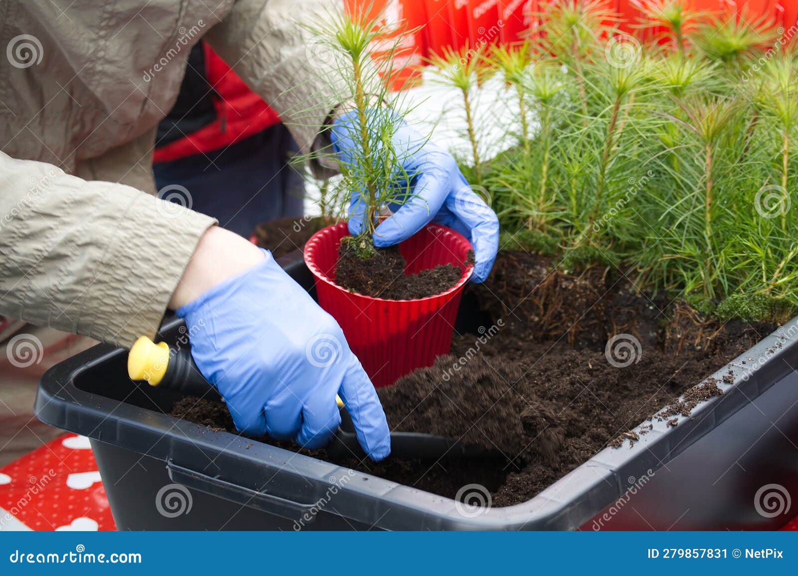 Filling with Soil Pot-grown Pine Tree Seedlings Stock Image - Image of ...