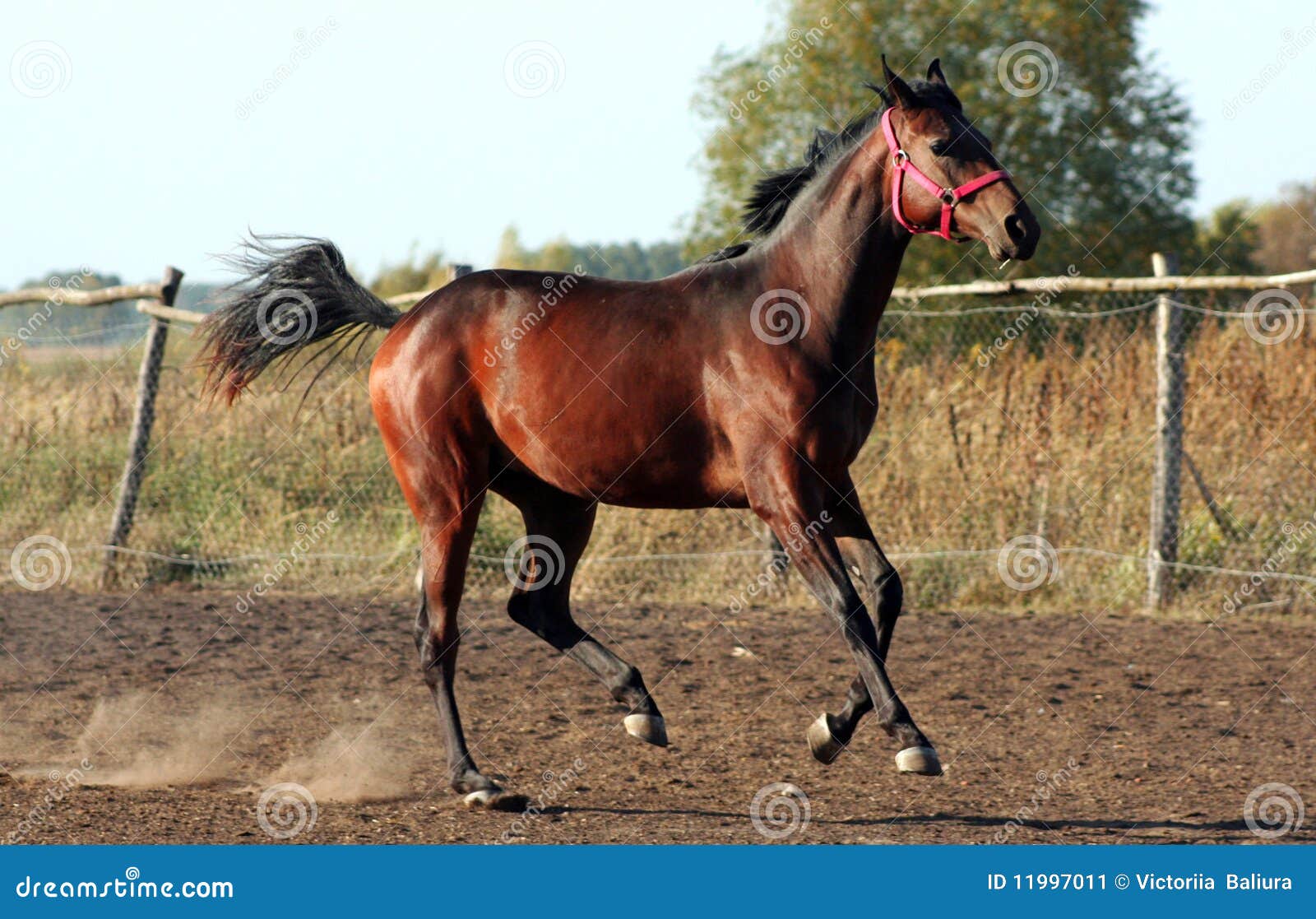 Filly stock image. Image of exterior, filly, horse, bloodstock - 11997011