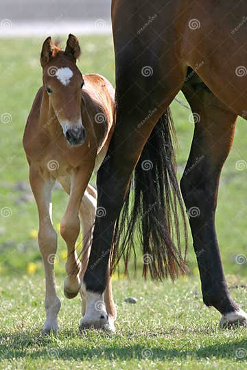 Filly stock photo. Image of farm, little, field, animal - 2356528