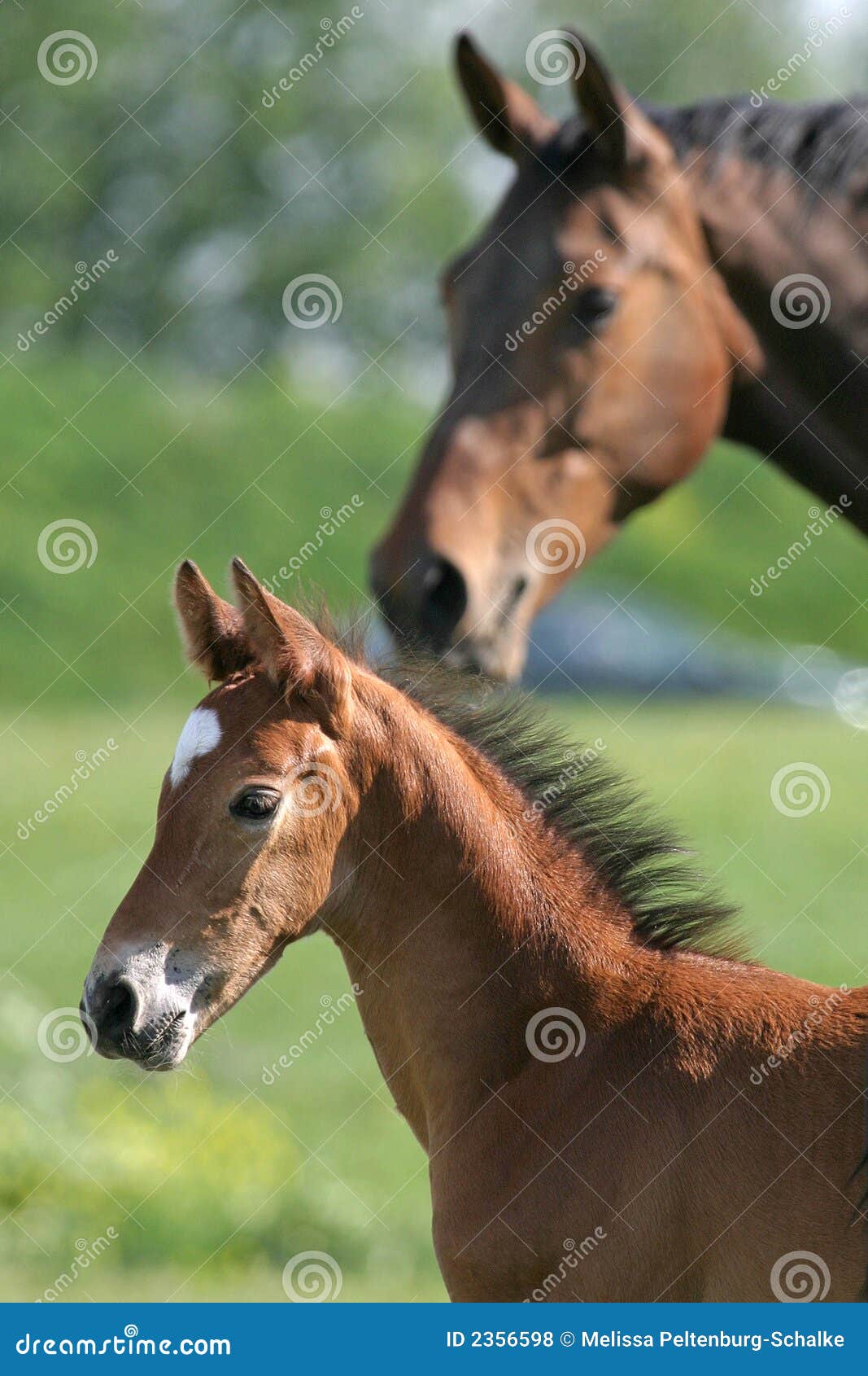 Filly Picture. Image: 2356598