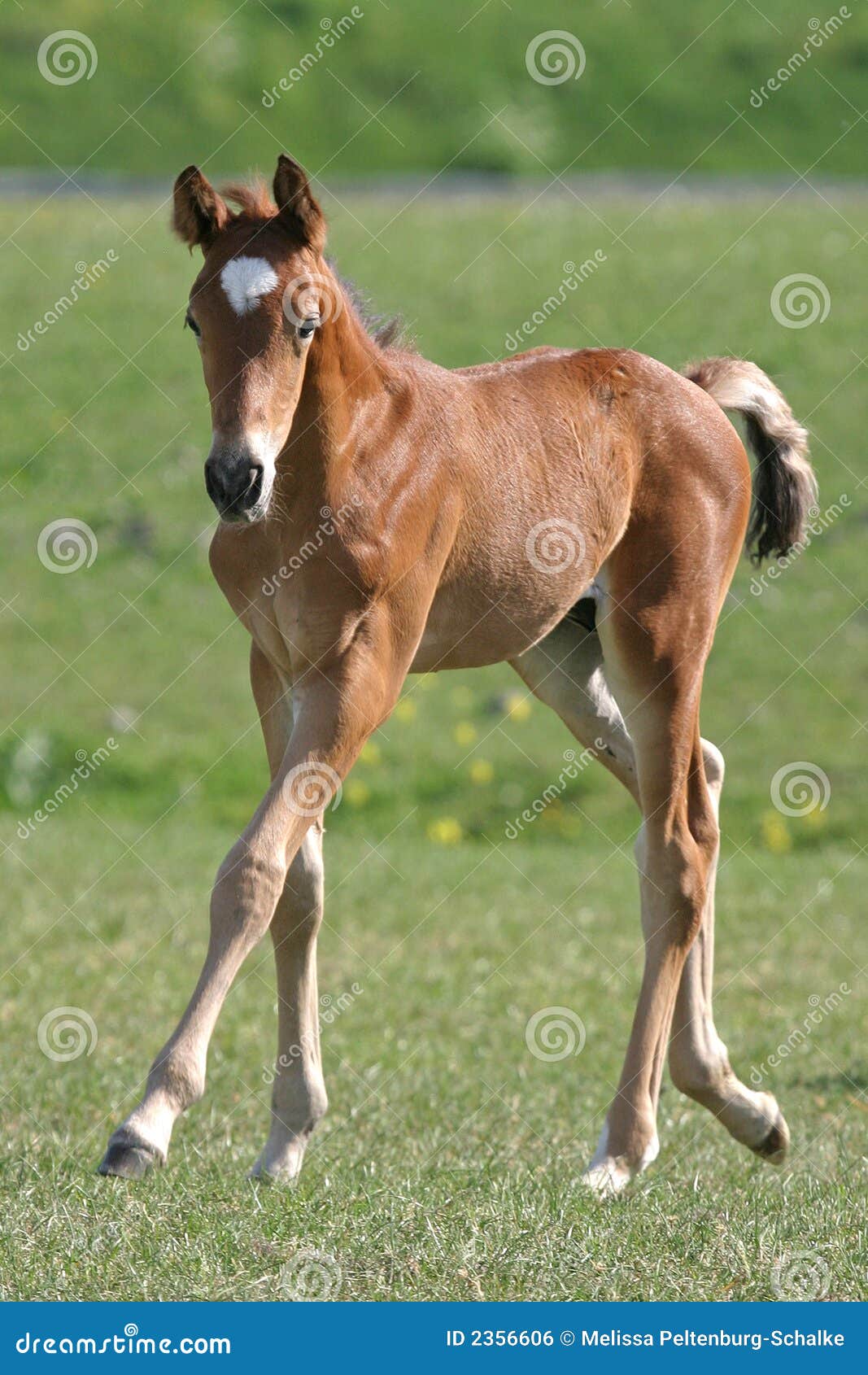 Filly stock photo. Image of baby, equestrian, eating, animal - 2356606