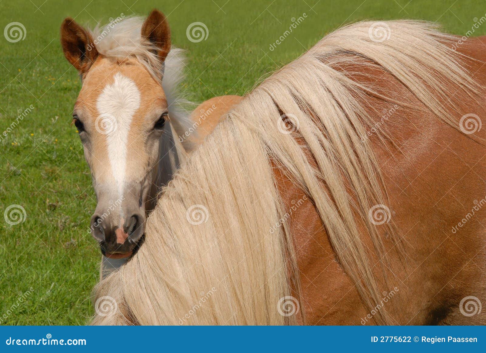 Filly stock photo. Image of filly, equine, mommy, mother - 2775622