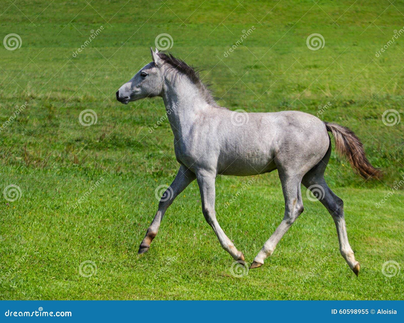 Filly Dance Stock Photos - Free & Royalty-Free Stock Photos from Dreamstime