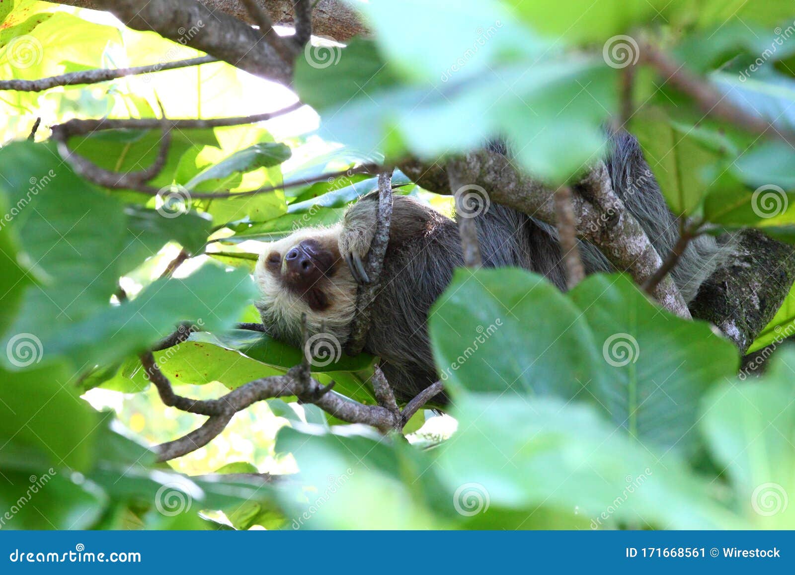 Filmed Shot of a Cute Sloth Comfortably Sleeping on Tree Branches Stock ...