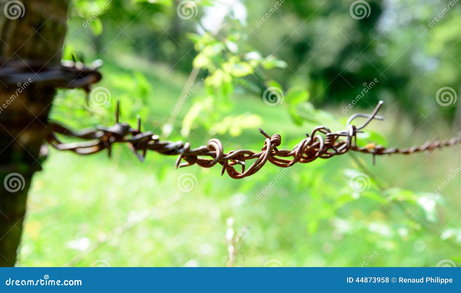 Filo Spinato Nella Campagna Fotografia Stock - Immagine di pascolare ...