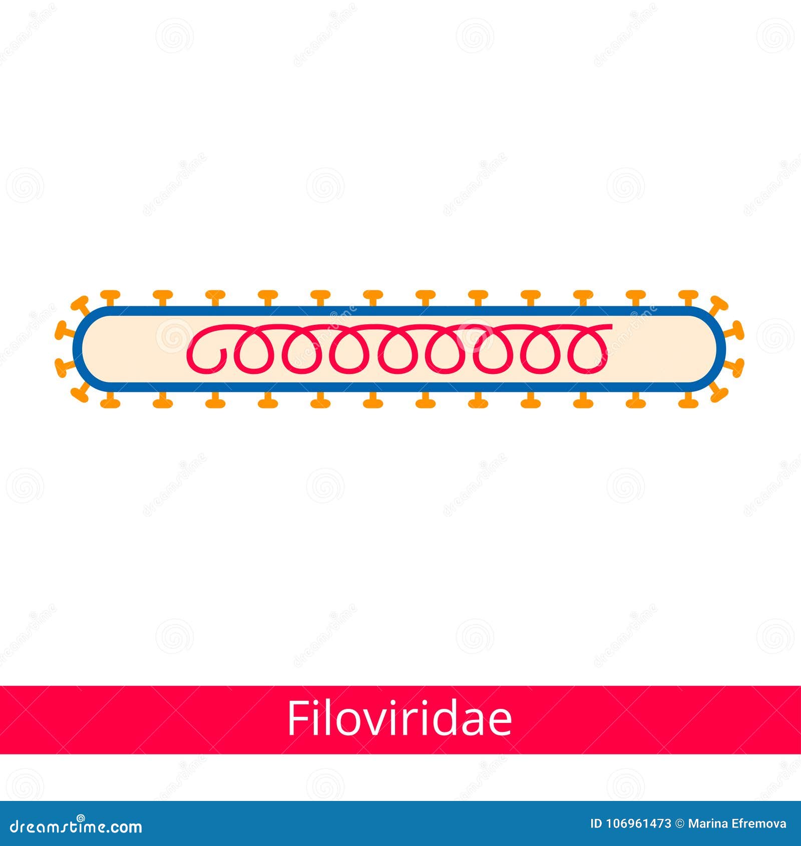 Filoviridae Classification Des Virus Illustration de Vecteur ...