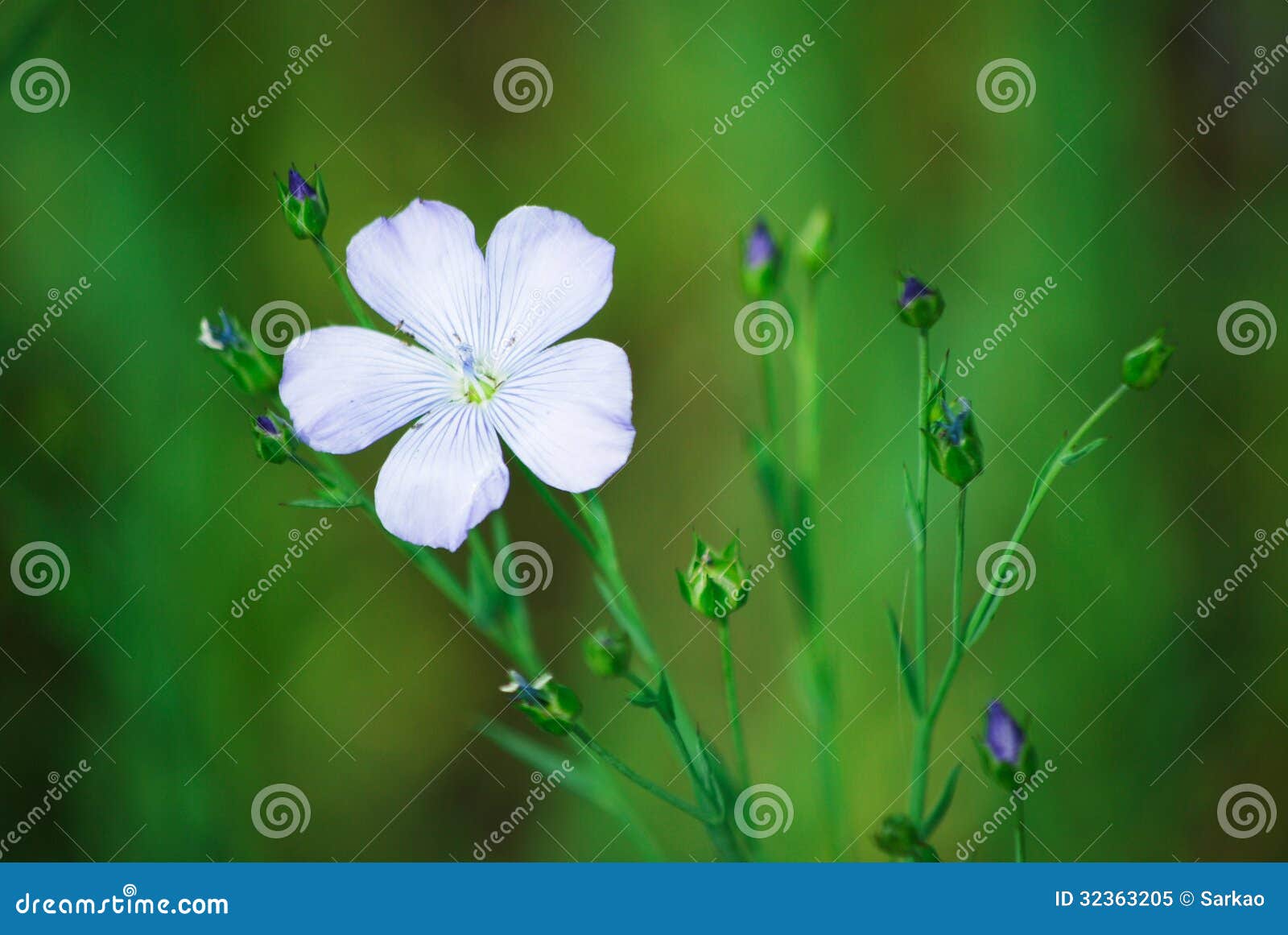 Filower del lino imagen de archivo. Imagen de lino, agricultura - 32363205